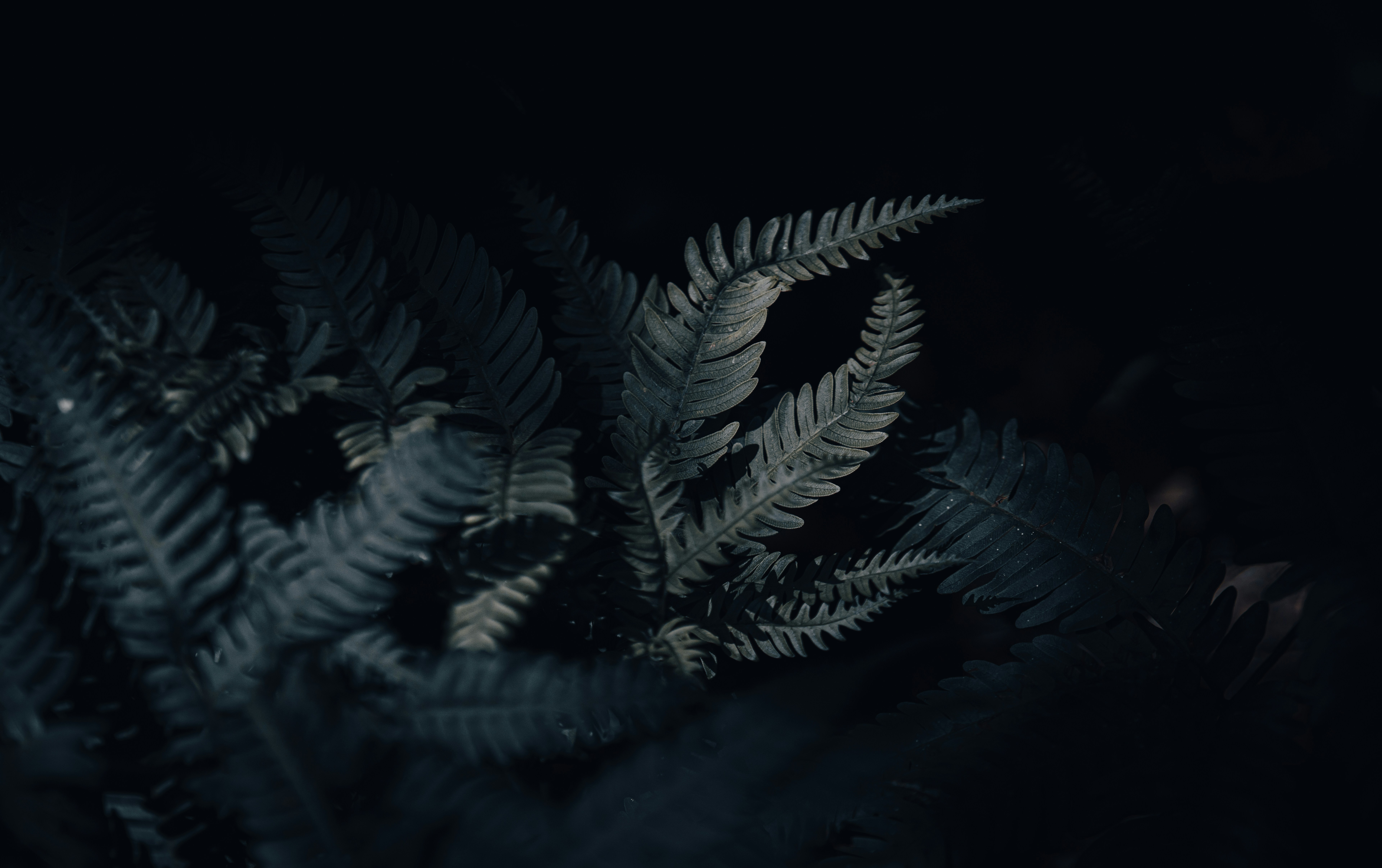 A close up of a fern in the dark photo – Free Photography Image on Unsplash