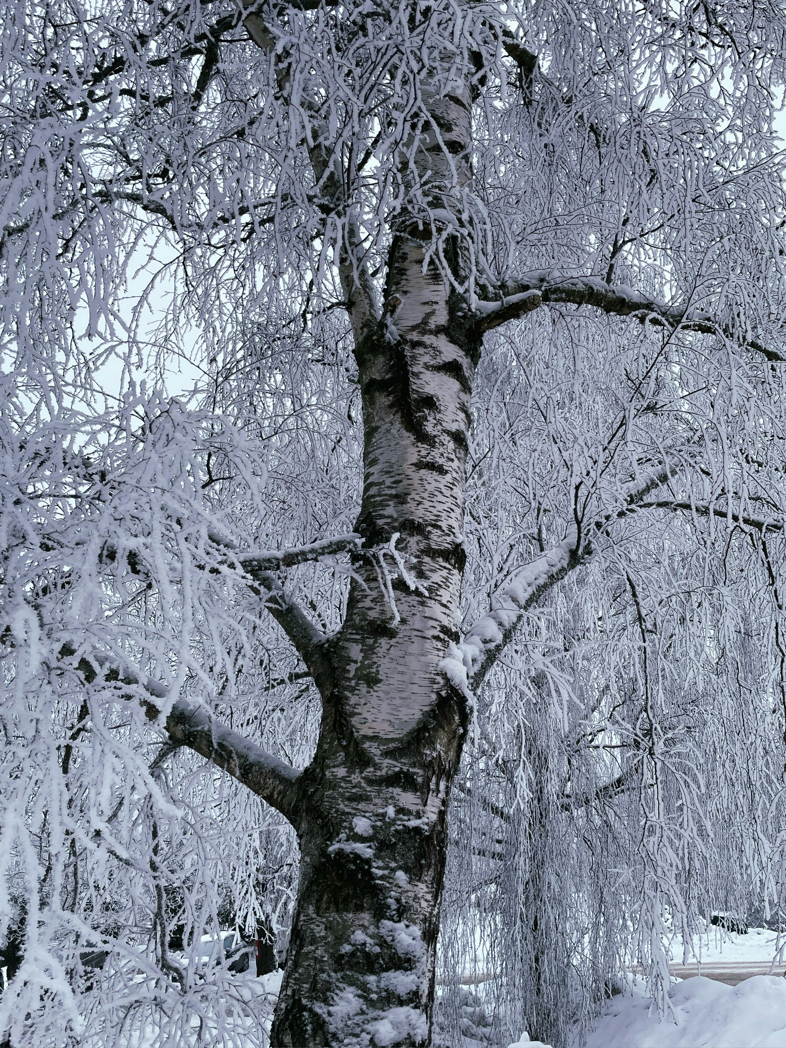 a tree covered in snow next to a road