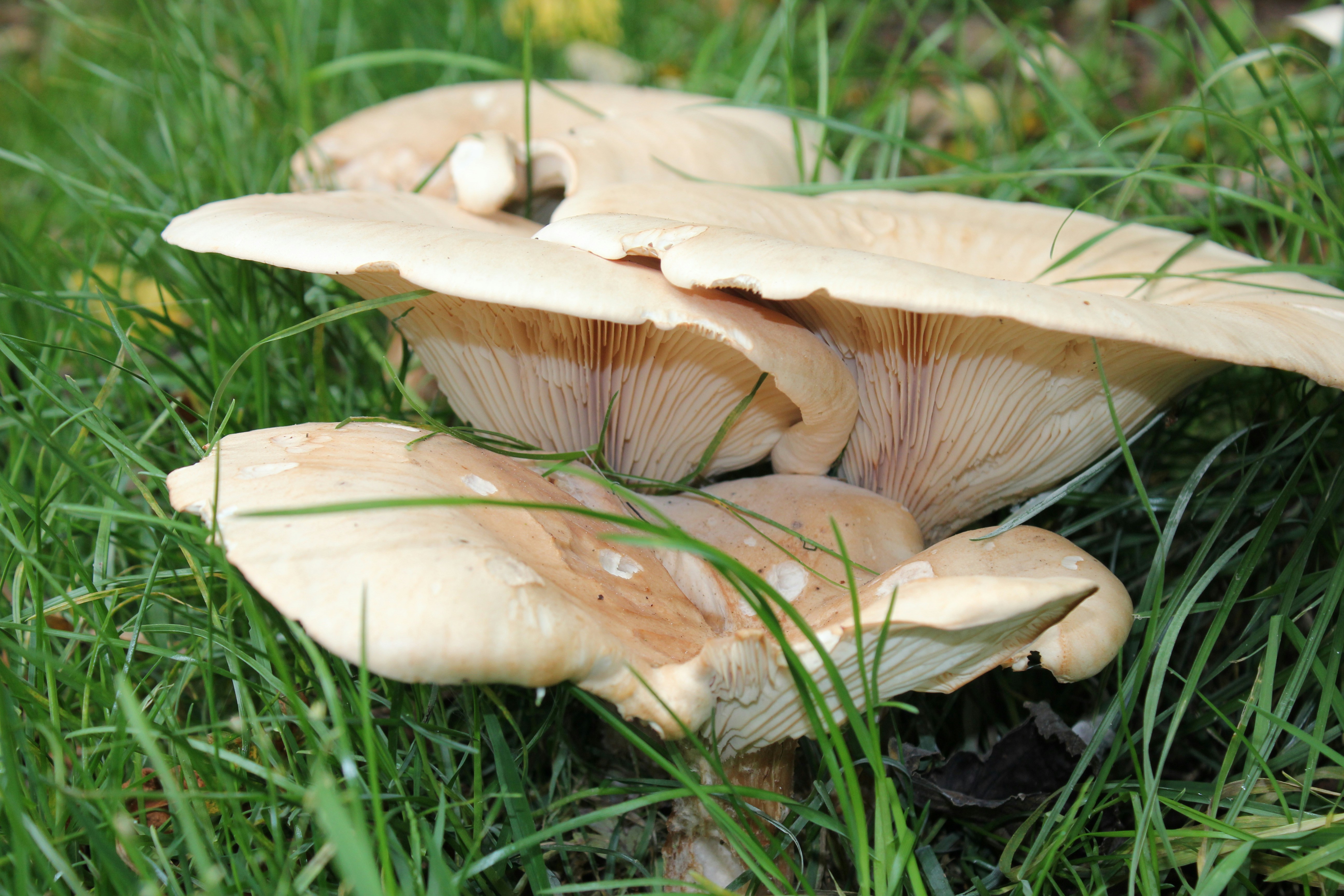 Mushroom Choir in a Dewy Meadow