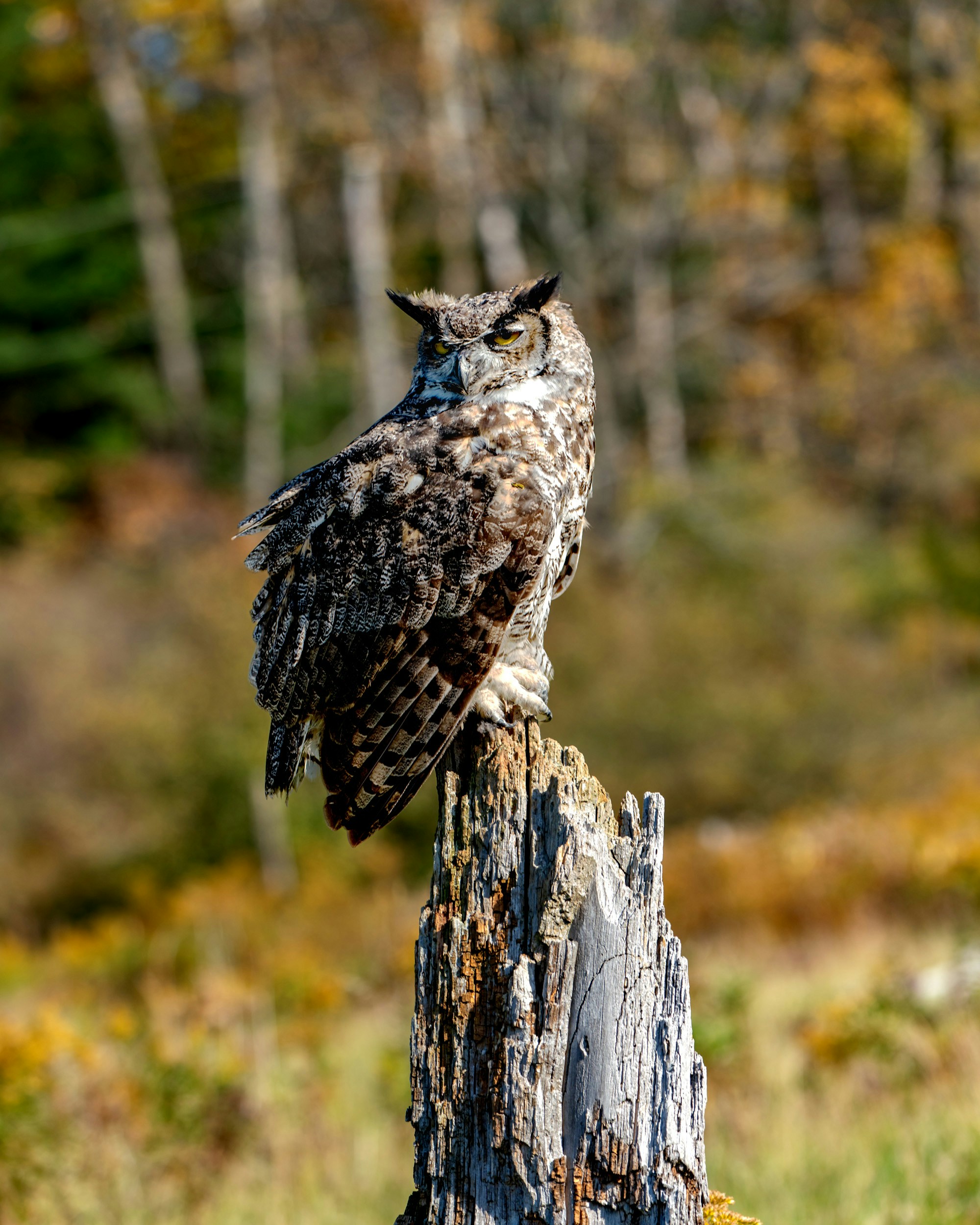 Great horned owl perching on a dead rotten tree