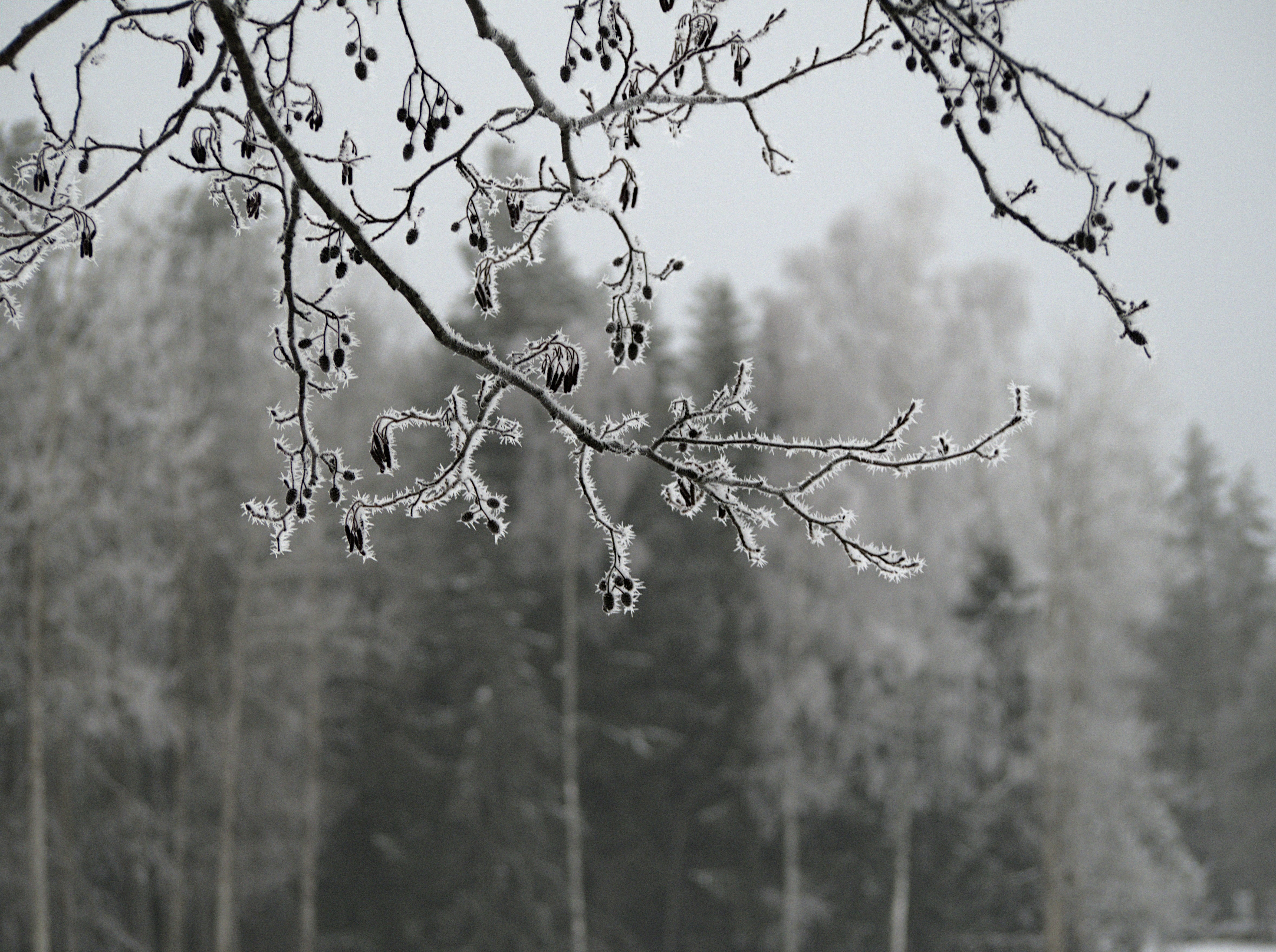 Frost-Lace on a Winter Branch Framing a Misty Forest