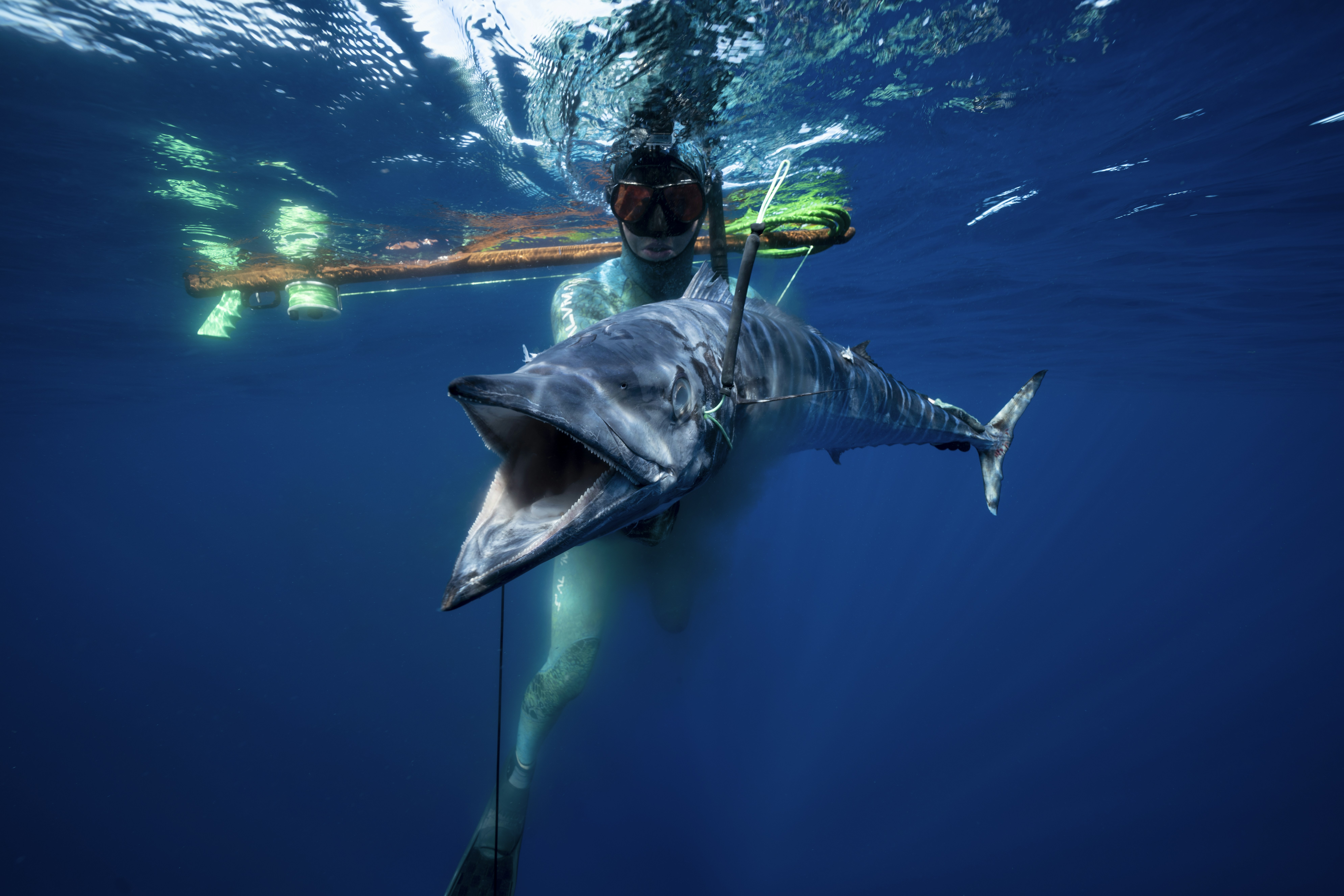 Diver underwater holding a large wahoo fish, with sunlight filtering through the ocean surface.