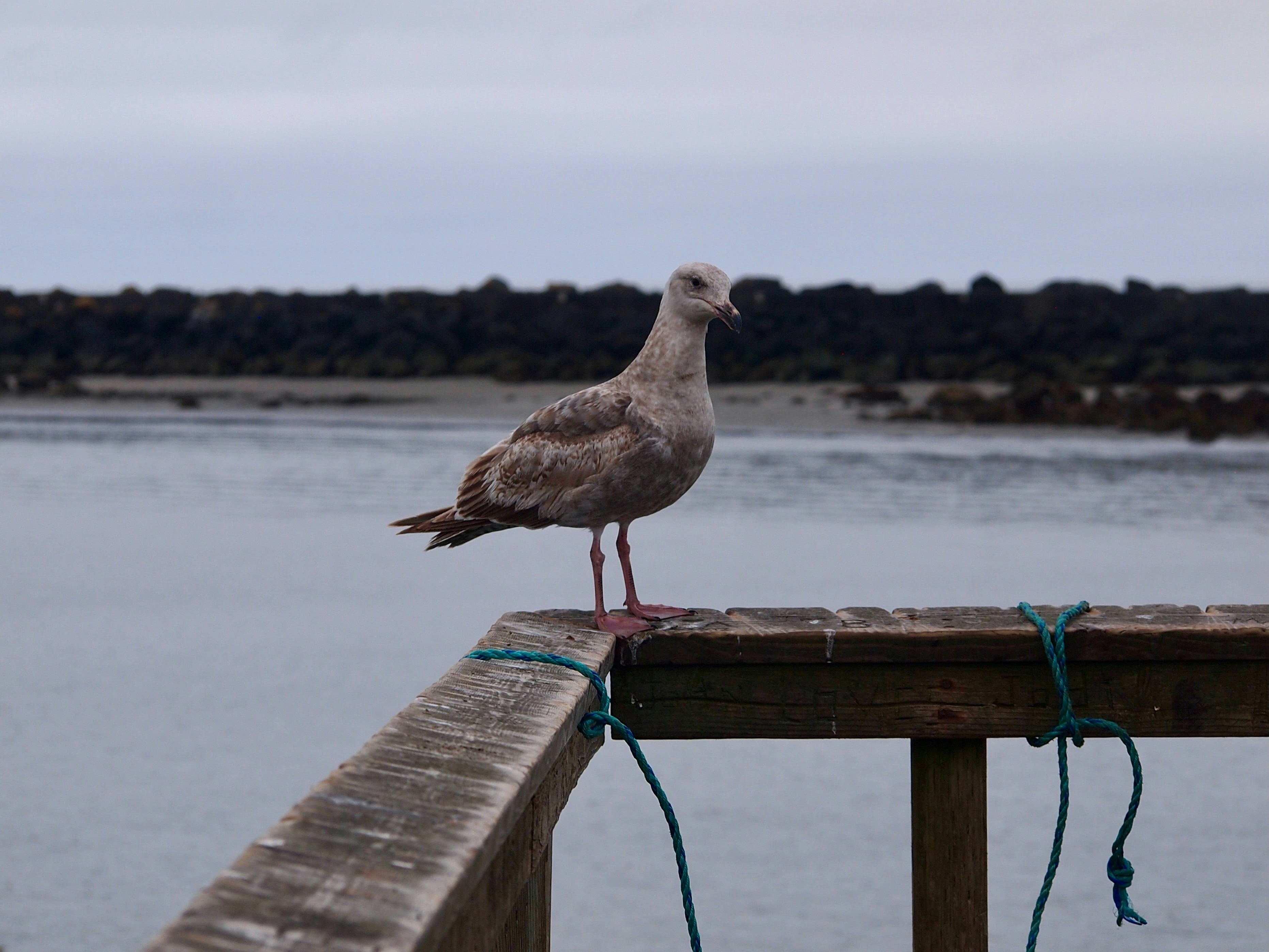 A seagull is standing on a wooden dock by the water photo – Free ...