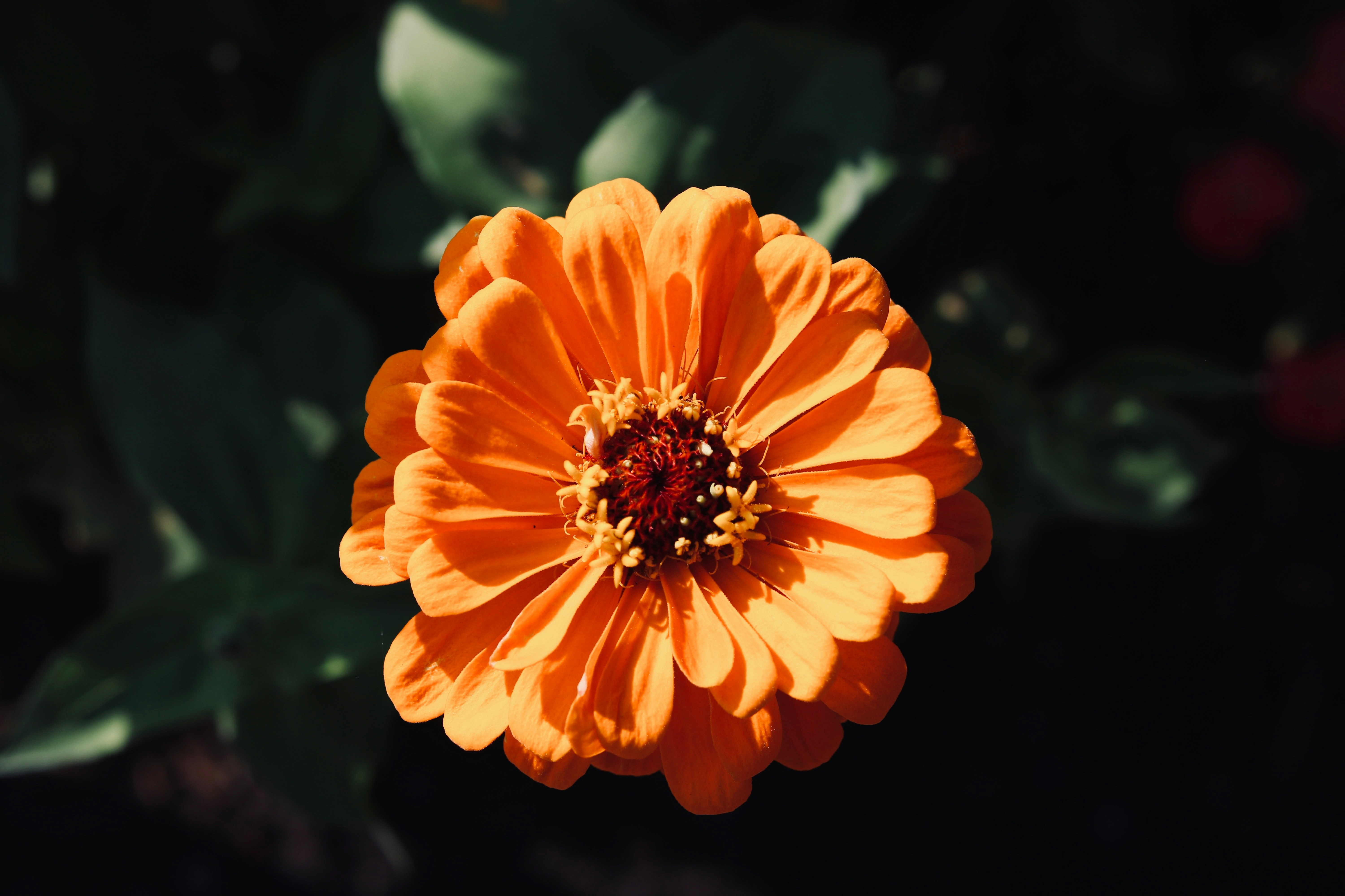 An orange flower with a red center surrounded by green leaves photo ...