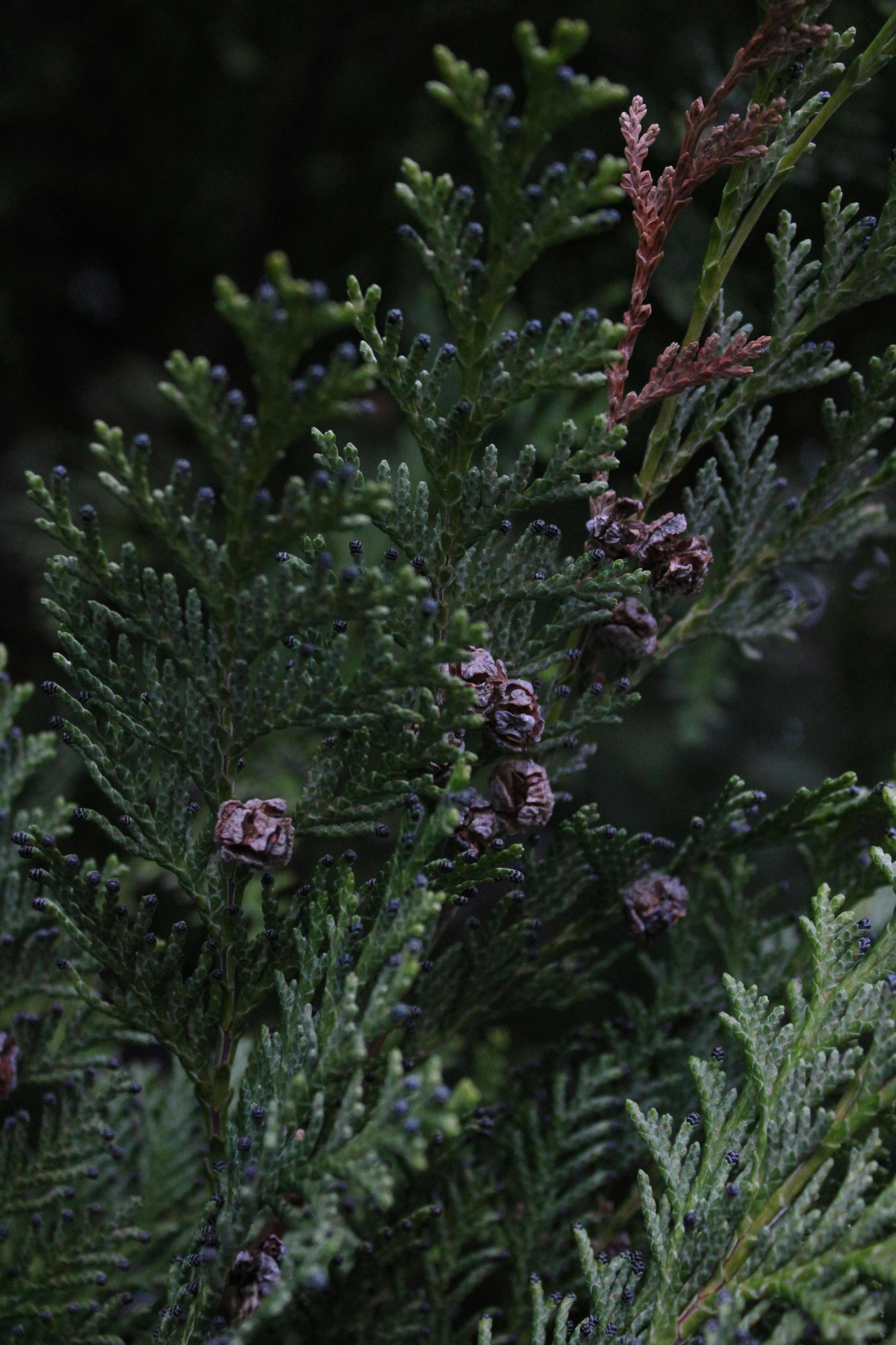 Shadowed Juniper: Fractal Needles and Seed Cones in Quiet Light