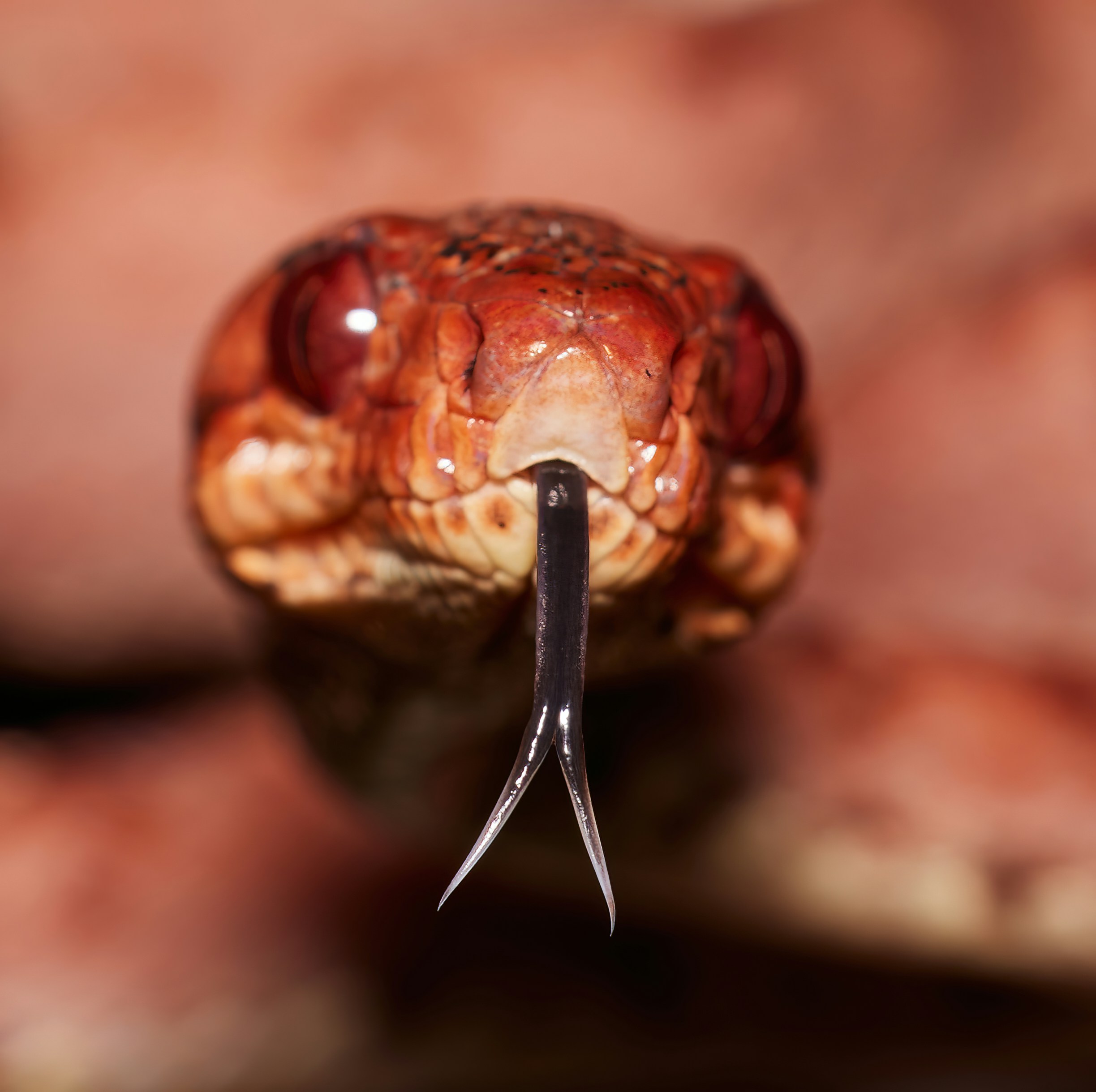 A close up of a snake's head with a knife sticking out of it photo ...