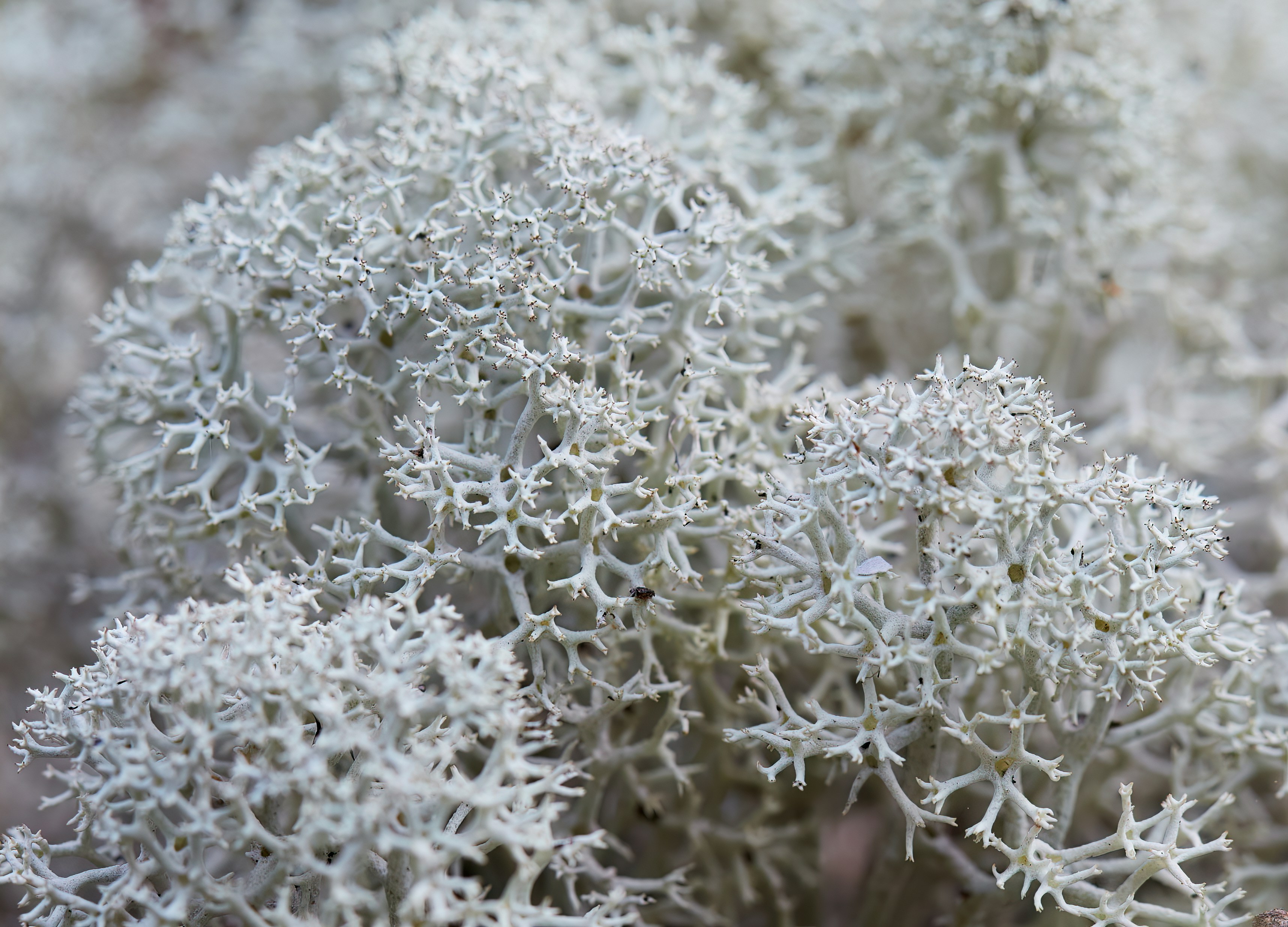 Whispers of the Arctic: A Study in Lichen