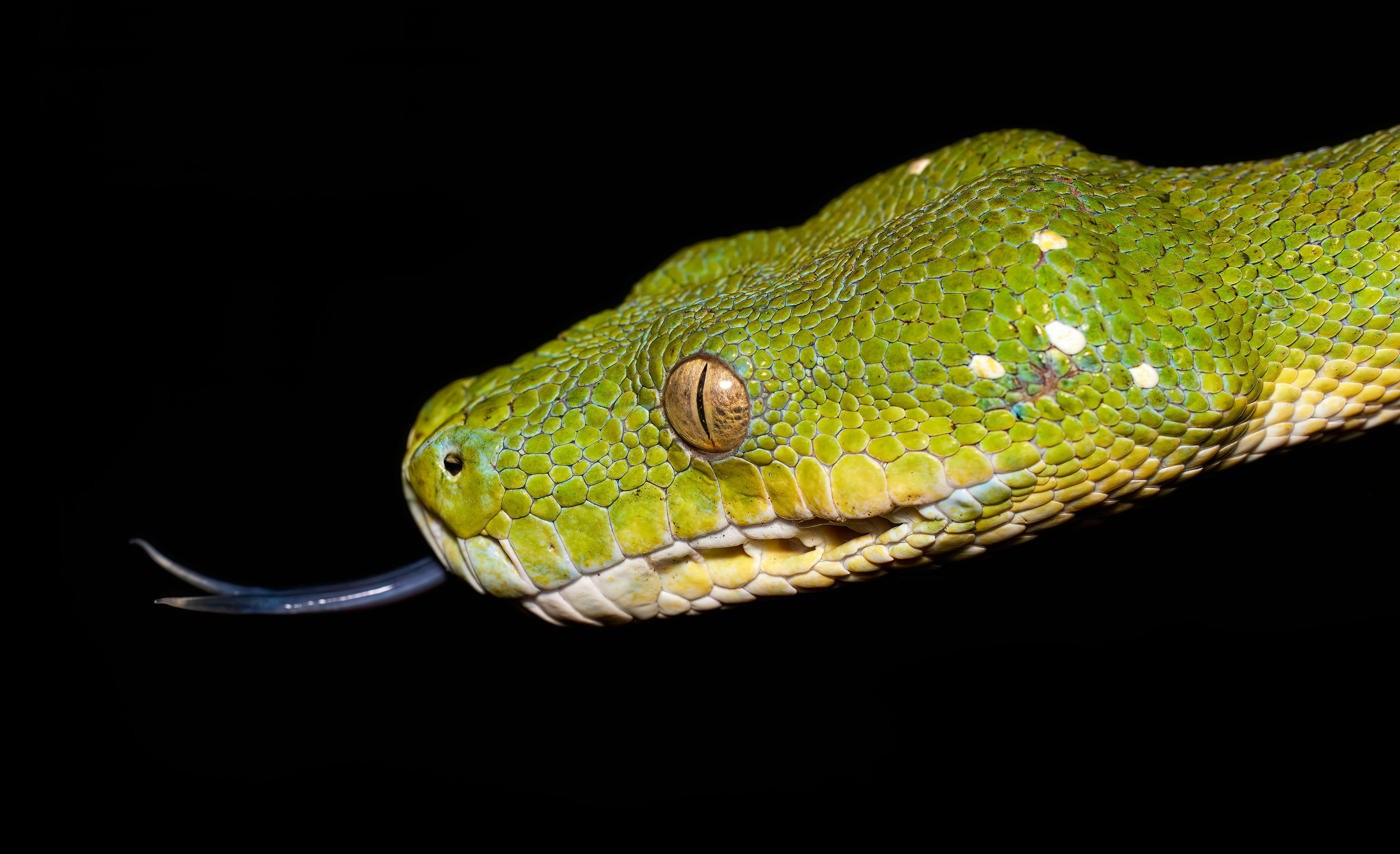 Lethal Gaze: The Green Serpent in Focus