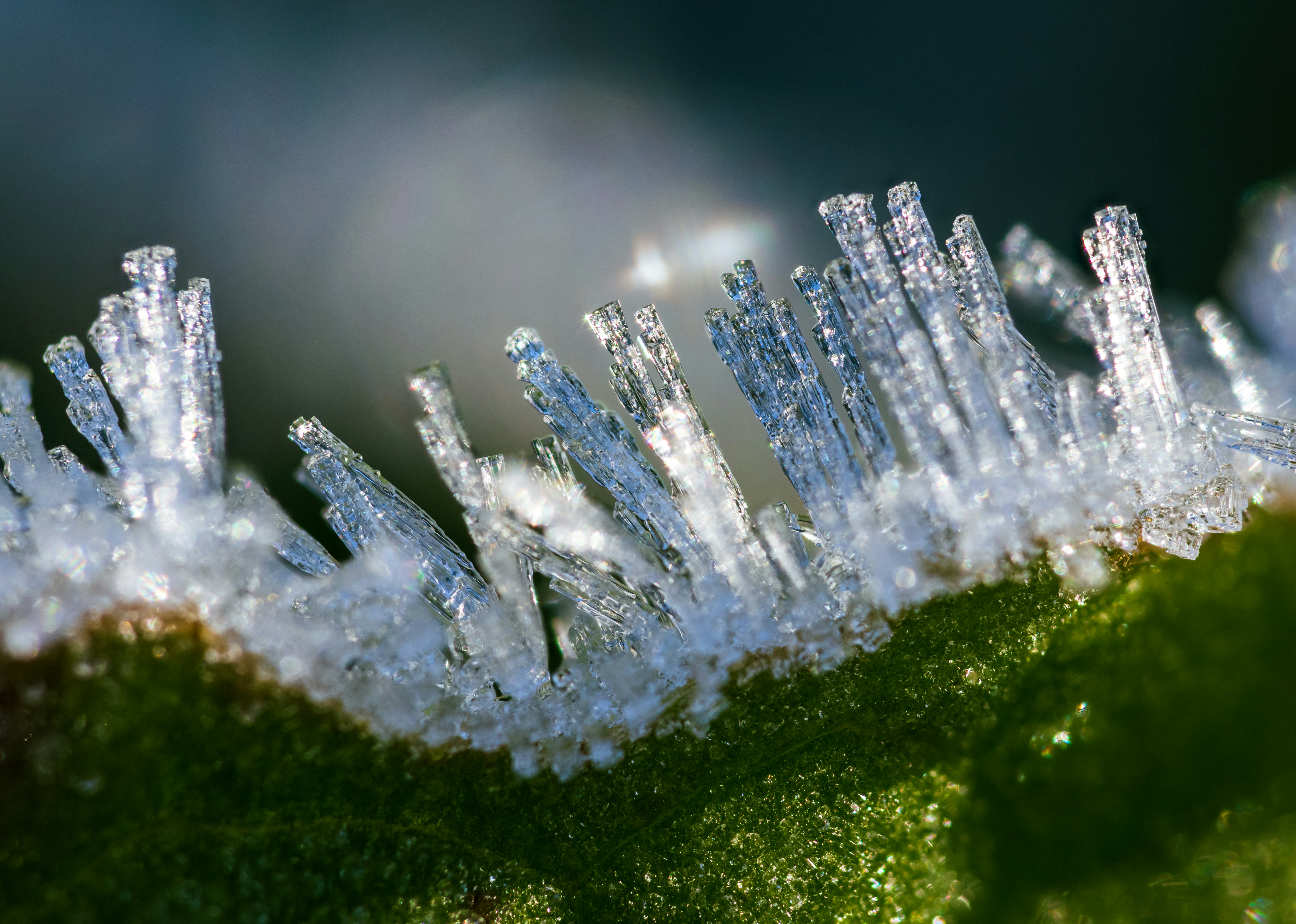 Crystal Spires Crown the Frosted Leaf Edge