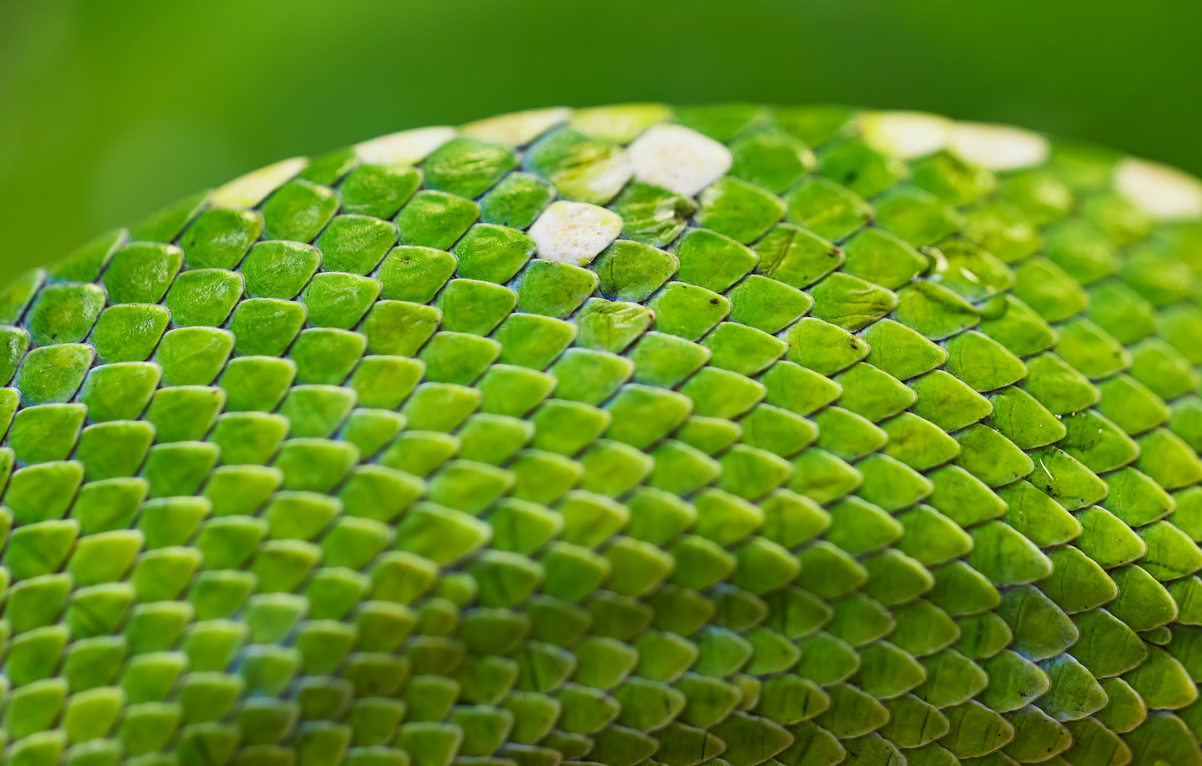 Green Snake Scales