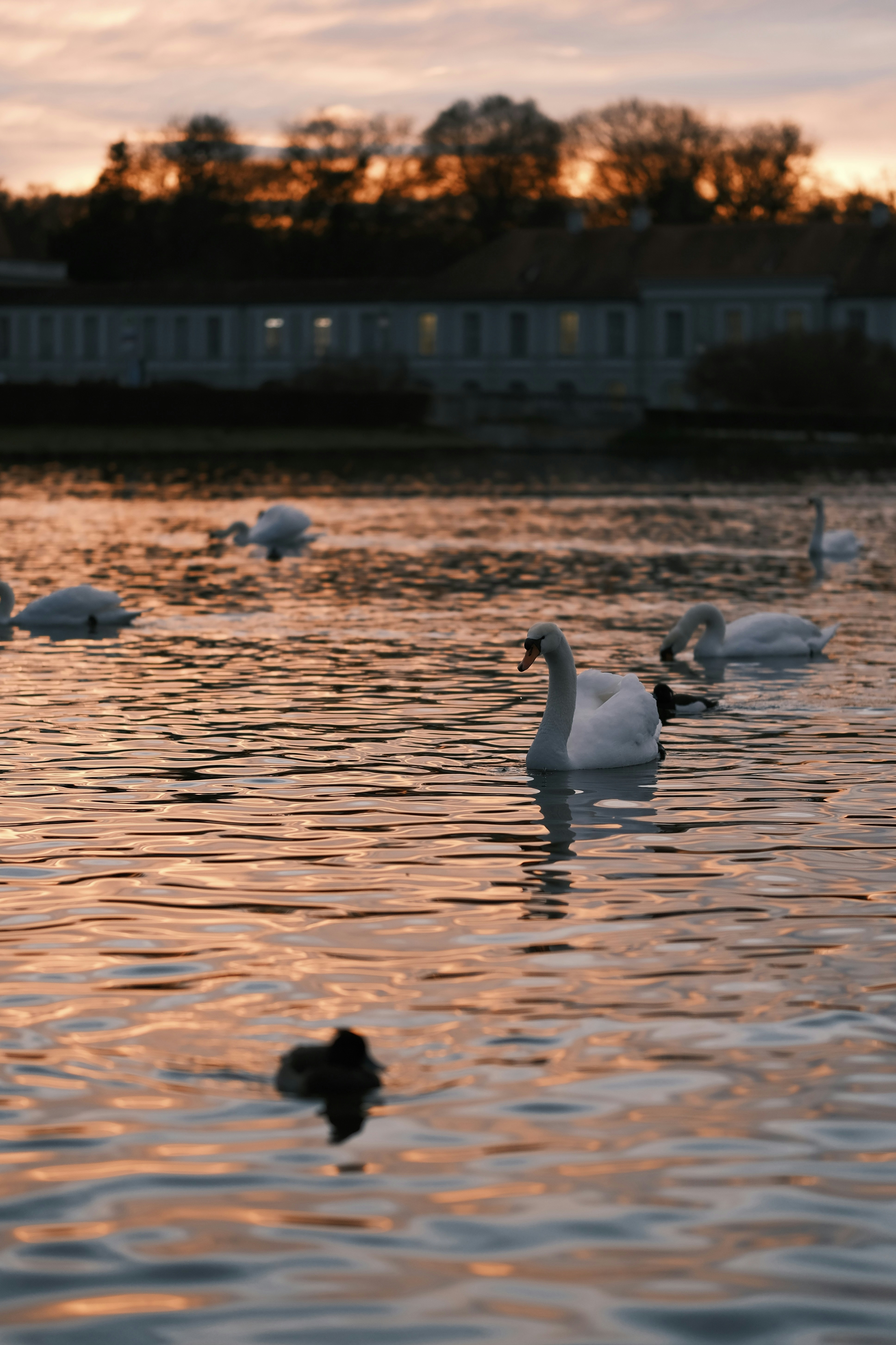 Copper Echoes at Dusk: Swans Glide over a Quiet Riverside