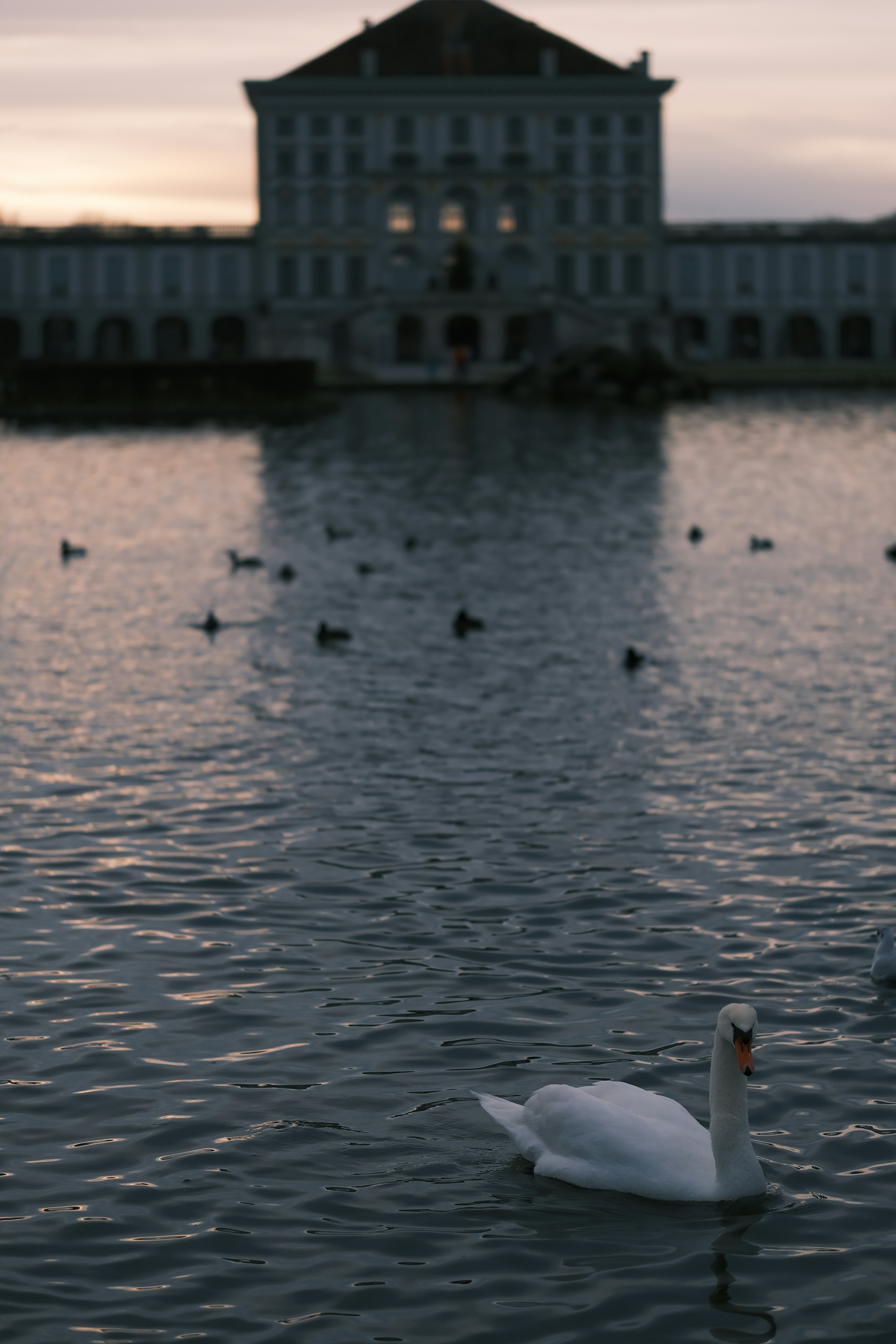 Dusk Swan Over a Quiet Lake with a Blurred Baroque Manor
