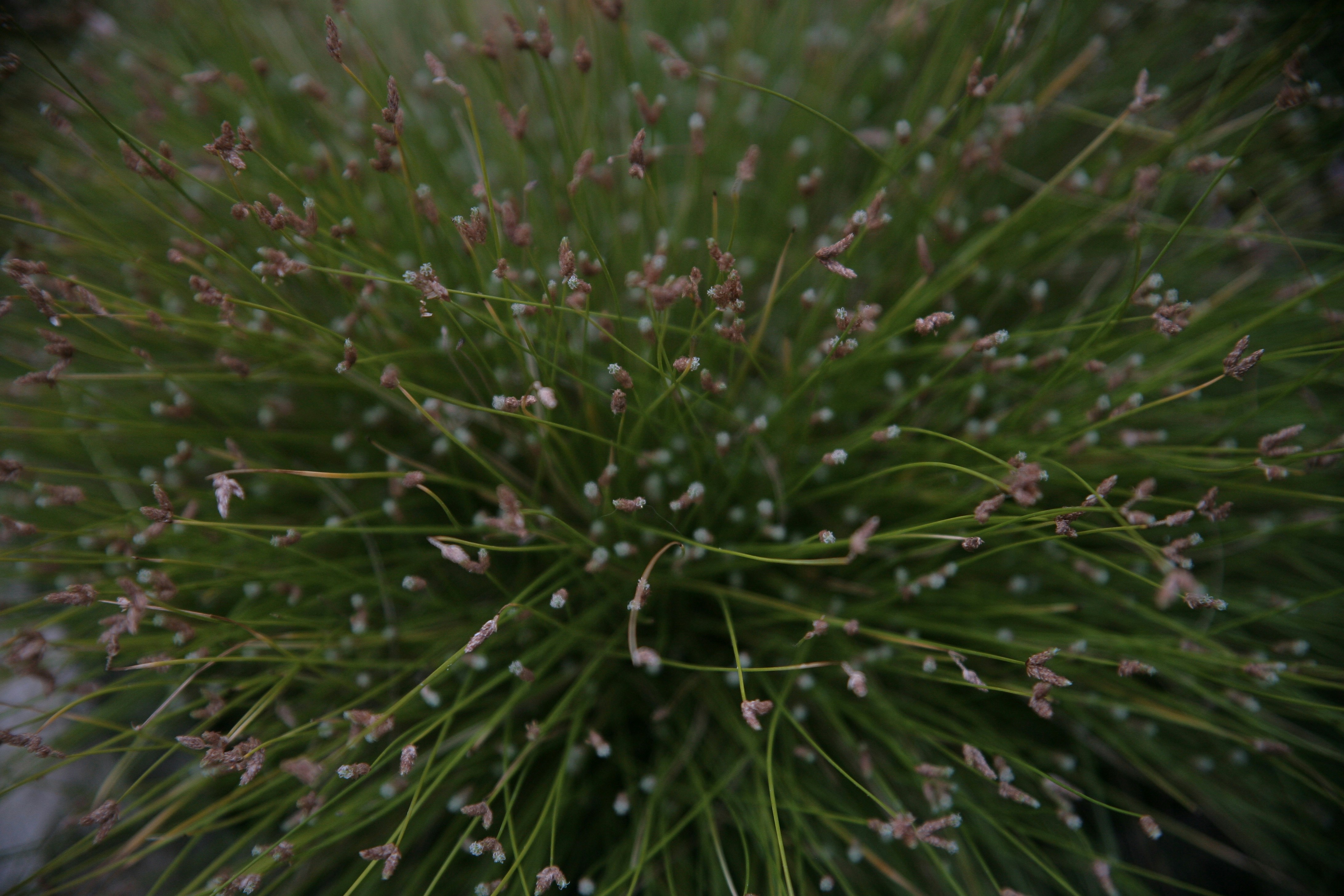 Tangled Green Globe: Close-Up of Pink Seed Heads