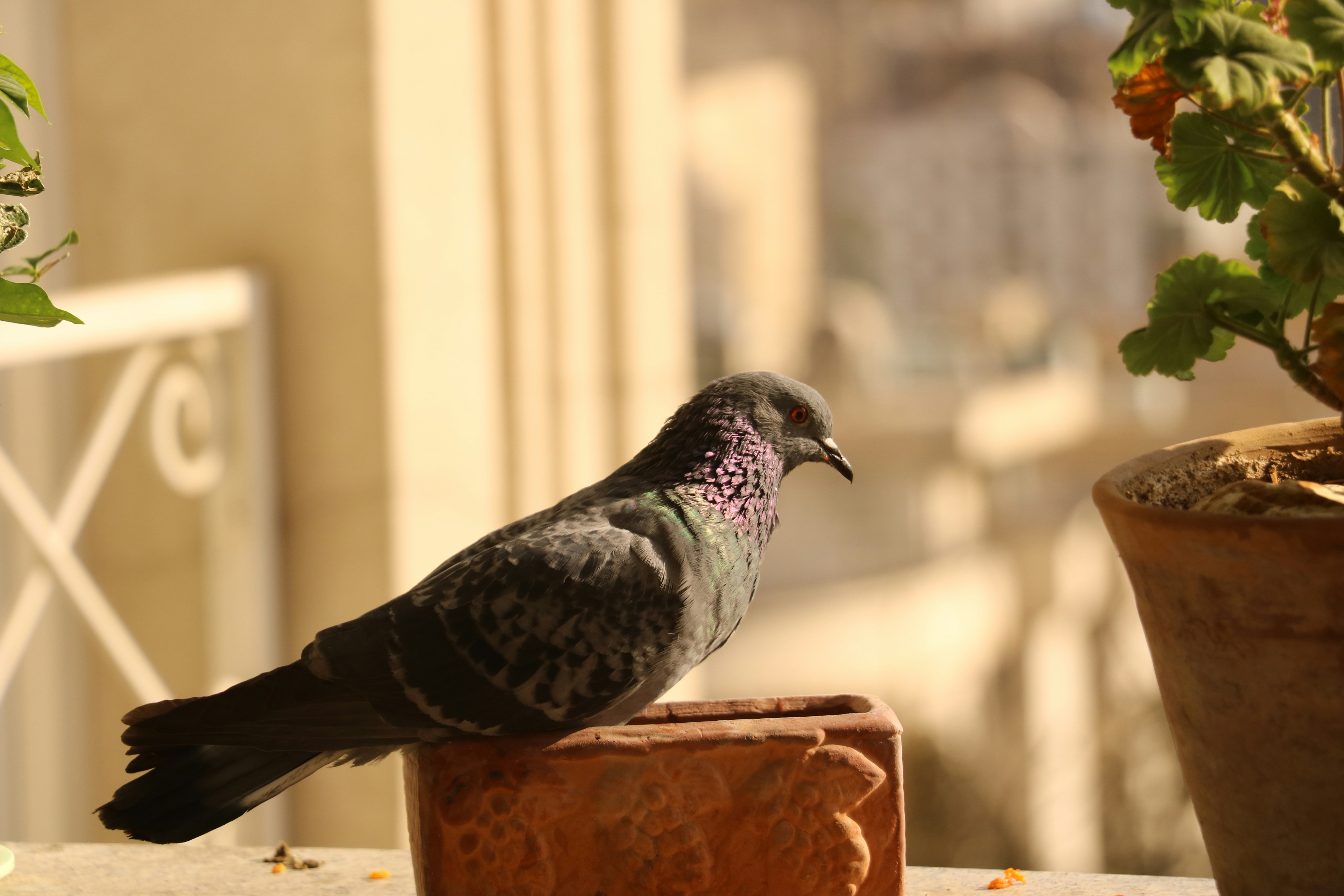 a pigeon sitting on top of a potted plant