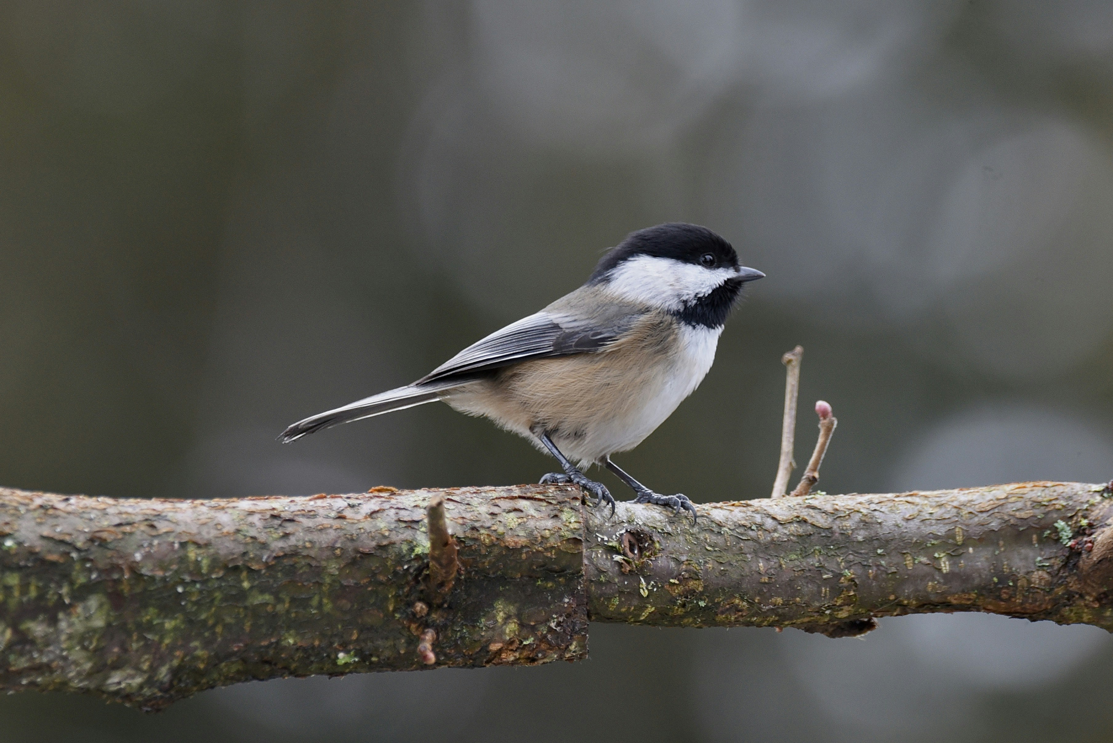 Chickadee Pictures | Download Free Images on Unsplash