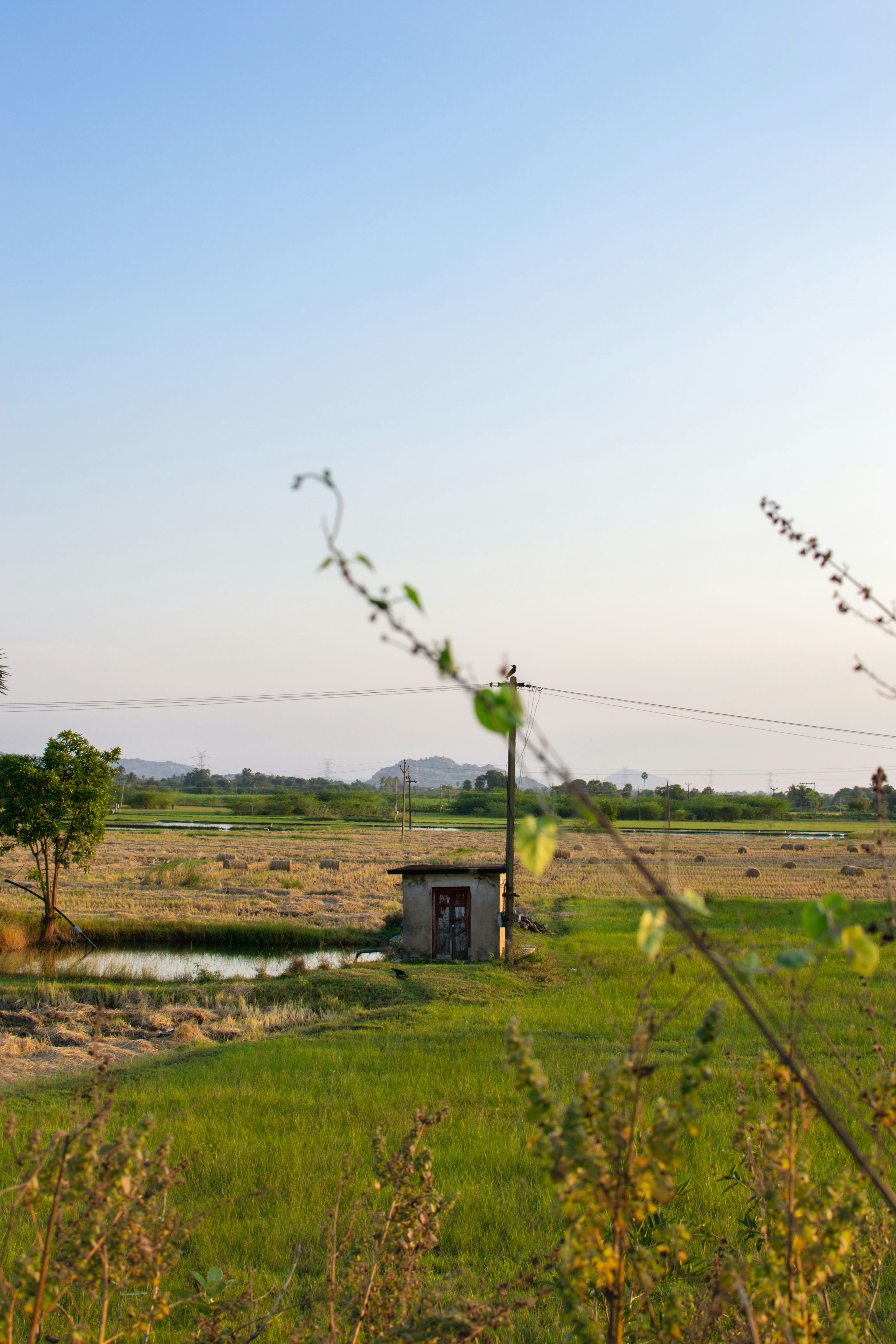 Weathered Shack Standing Guard Over a Quiet Field Under a Pale Blue Sky