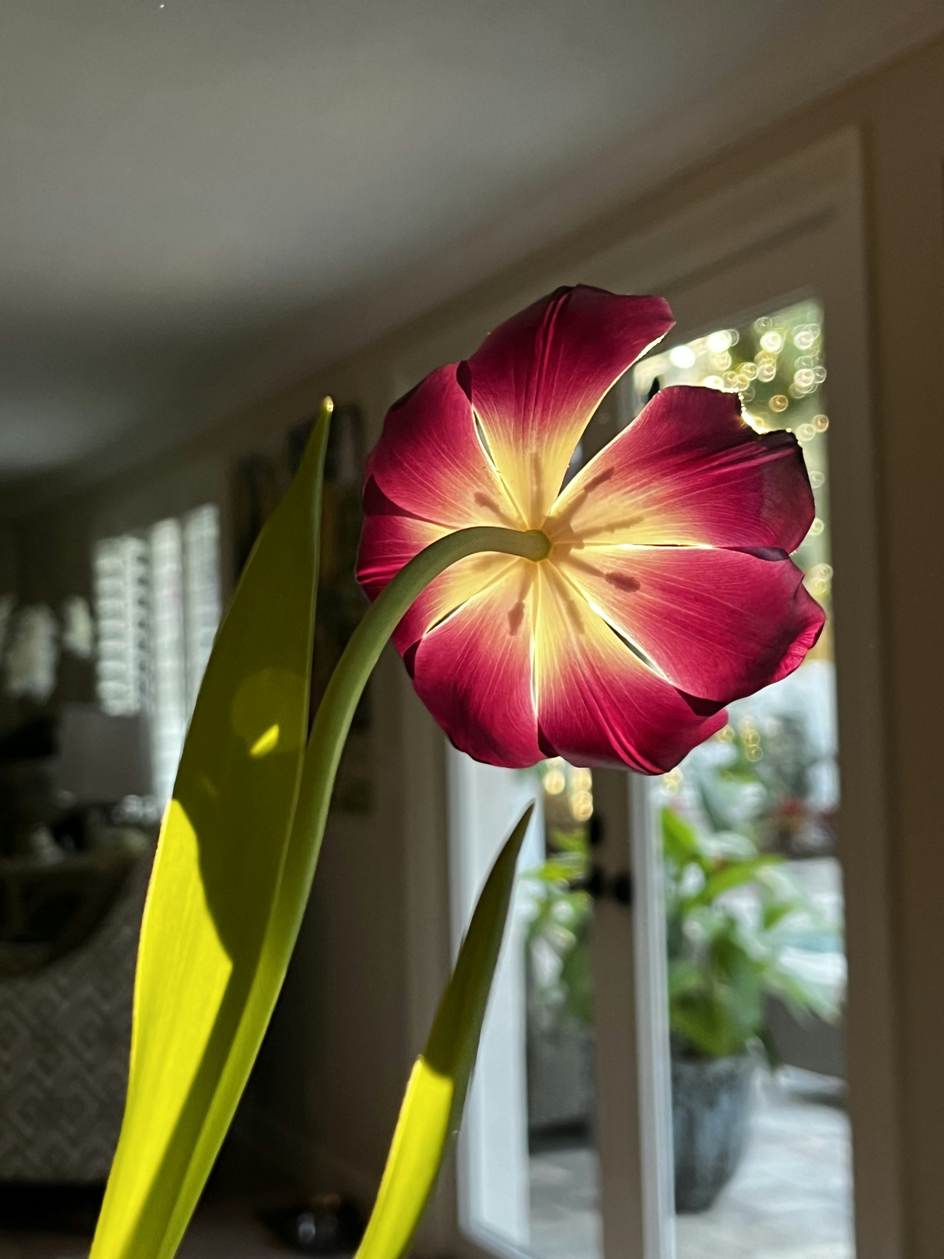 Crimson Tulip Illuminated by Sunlit Window in a Cozy Interior