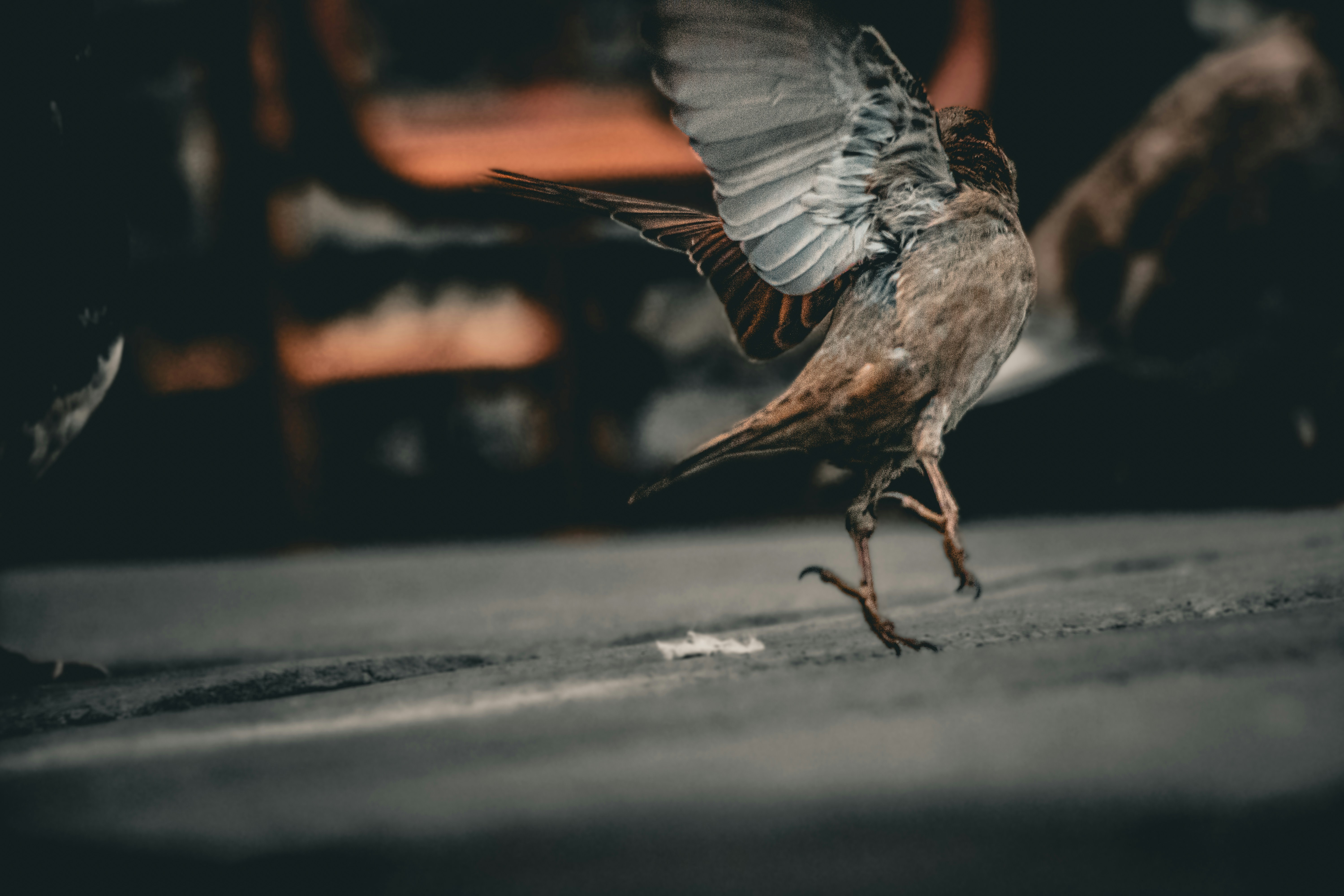 A small bird with its wings spread out on the ground photo – Free Canon ...