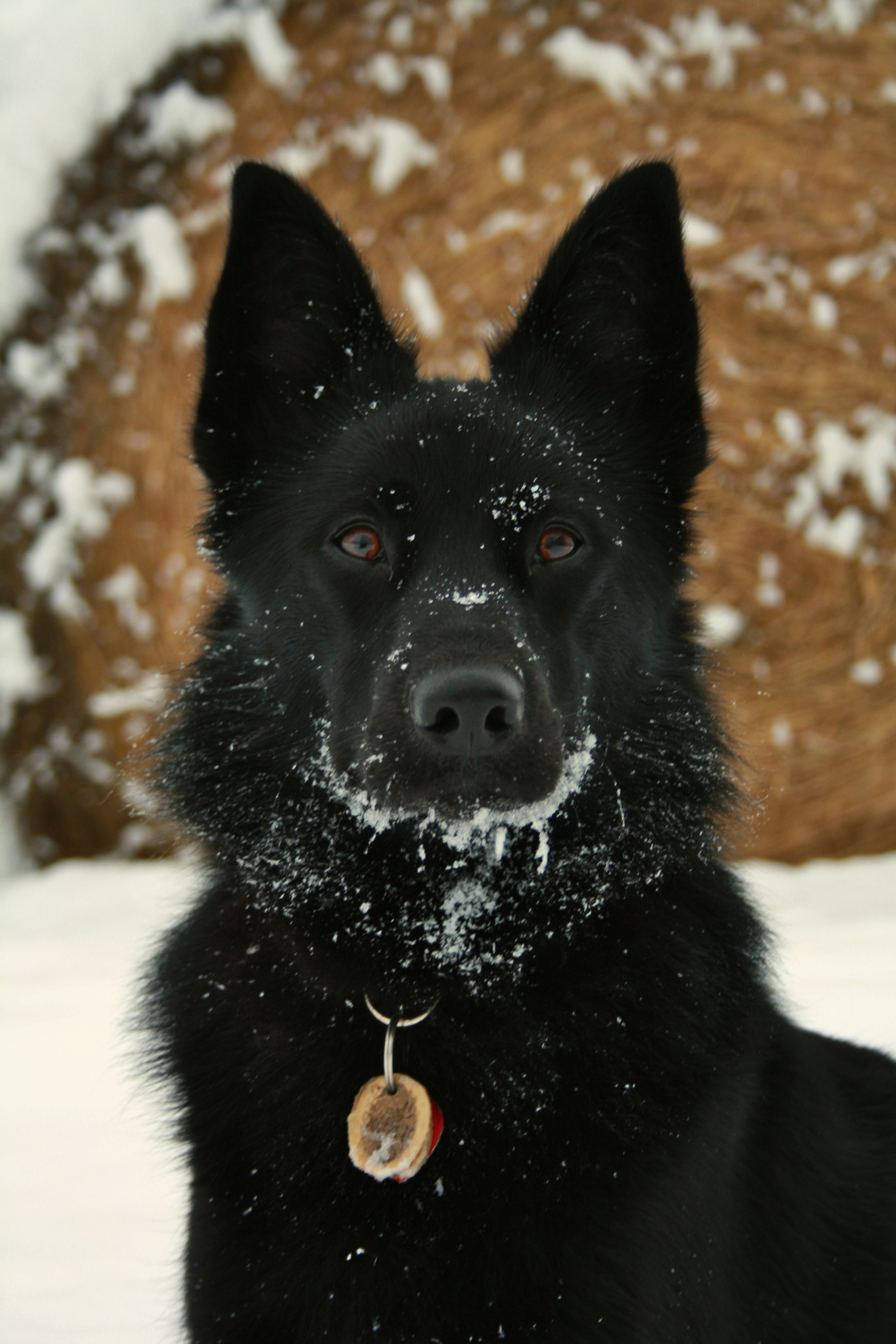 Snow-Cloaked Sentinel: A Black Shepherd's Resolute Gaze in Winter Woods