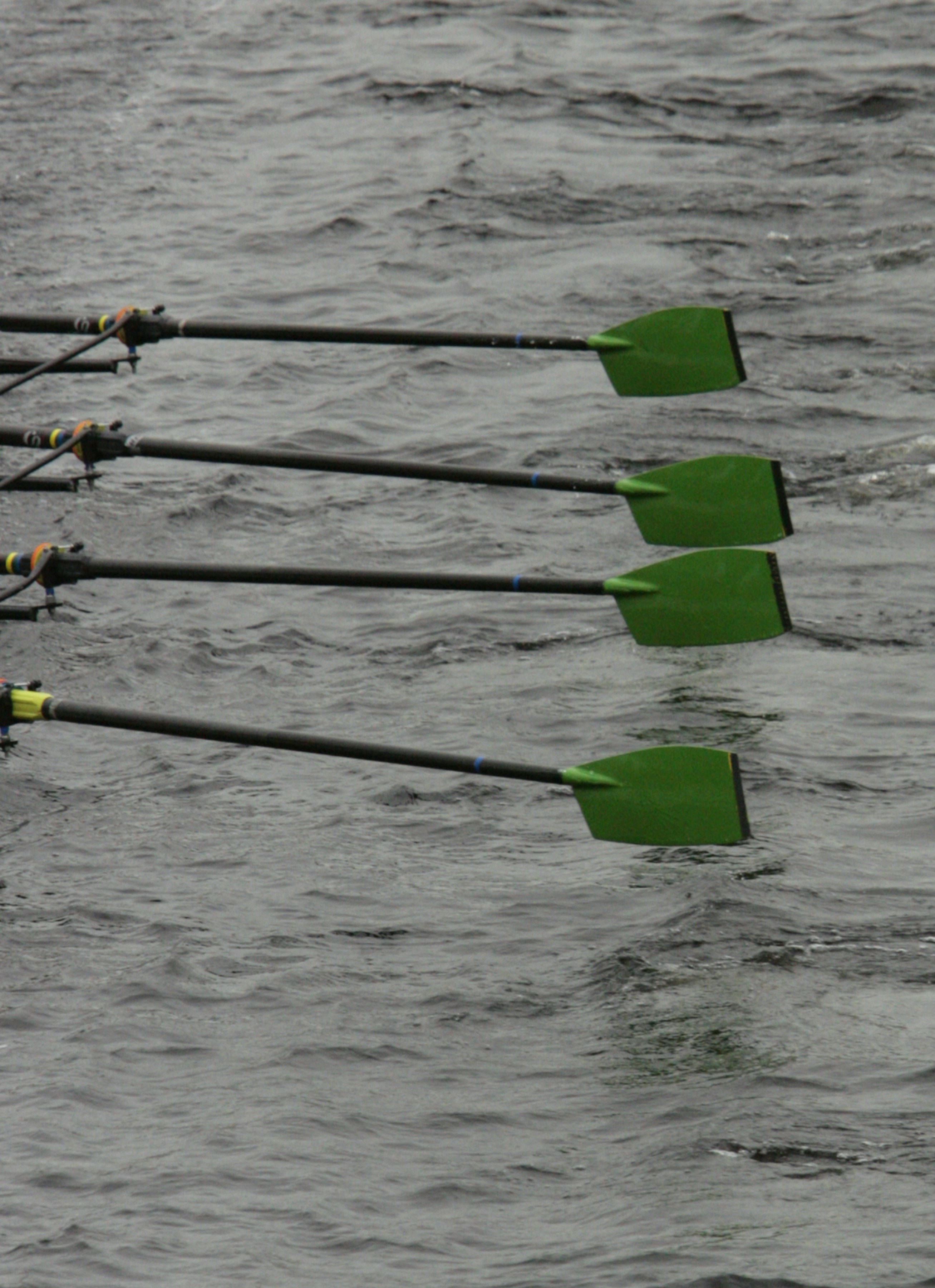 A row of green paddles in the water photo – Free Ma Image on Unsplash