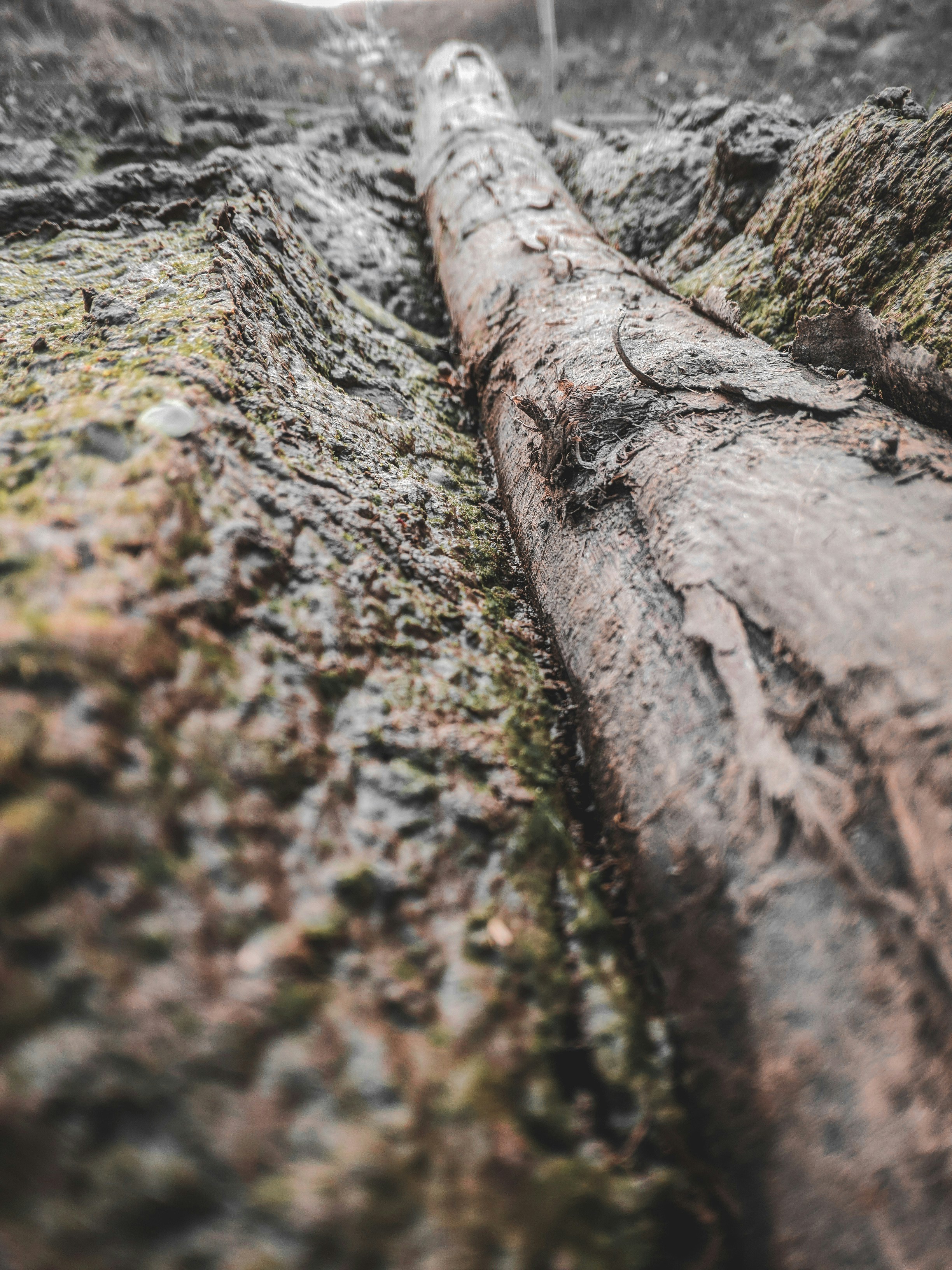 Ridge of Time: Close-Up Texture on a Weathered Log