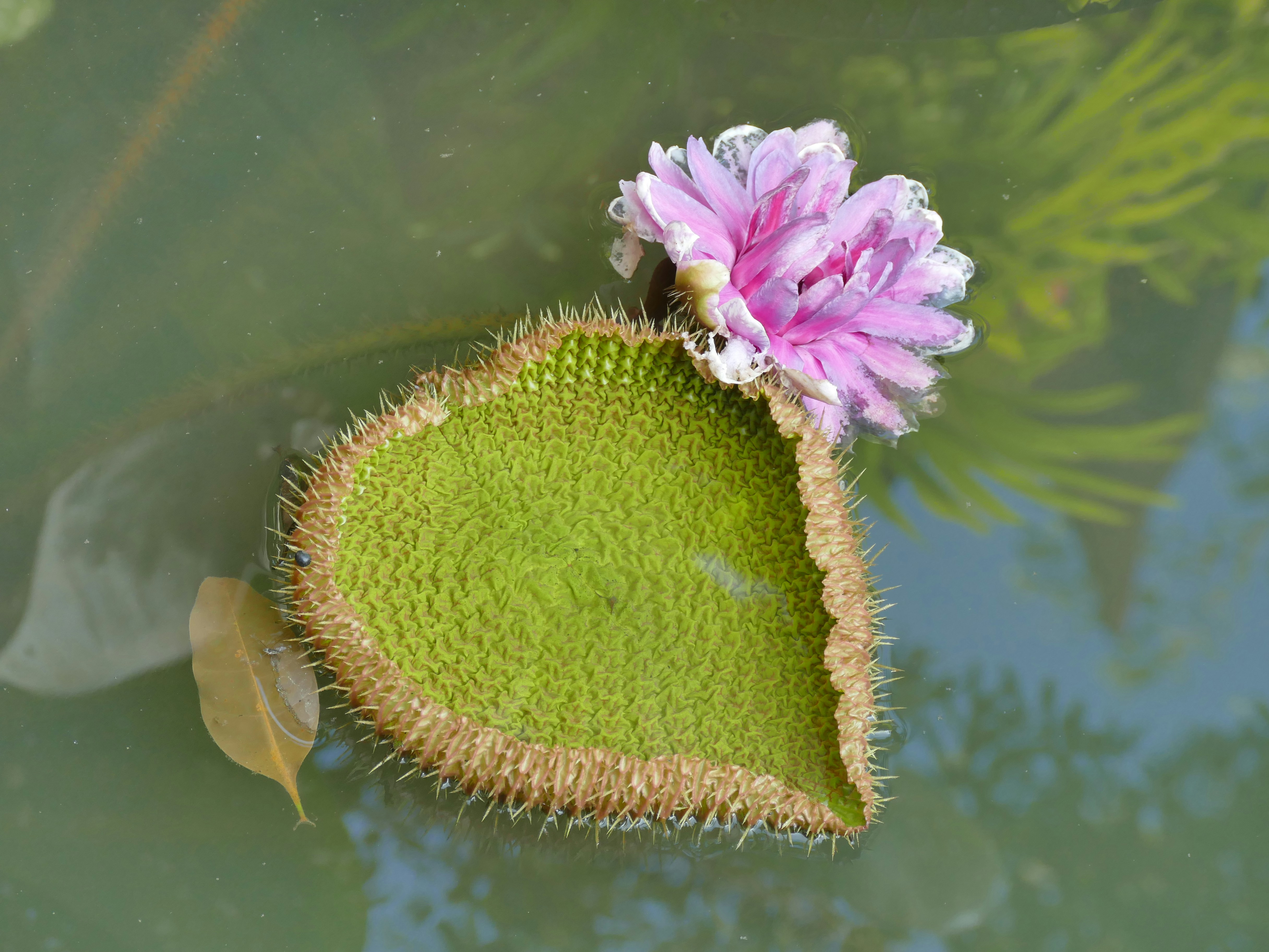 a pink flower sitting on top of a green leaf