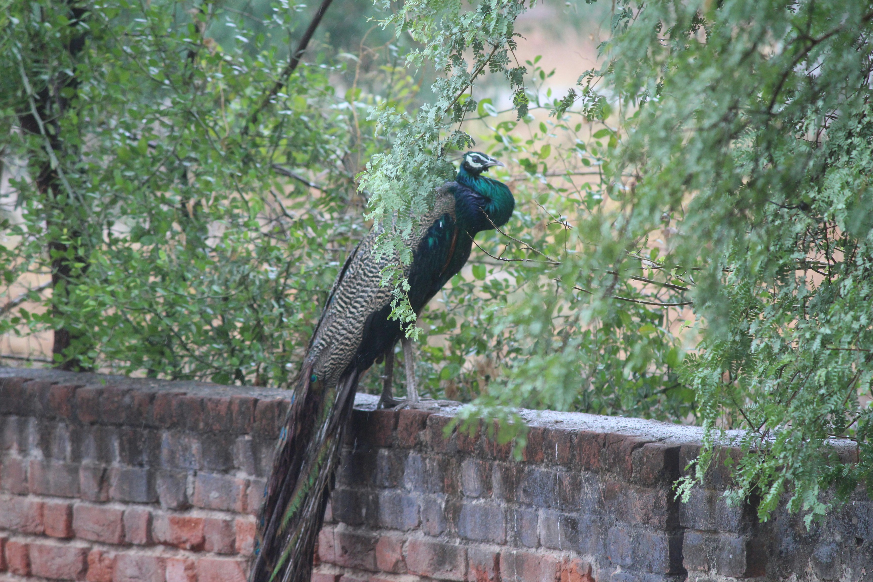 Peacock on a brick ledge under green fringe