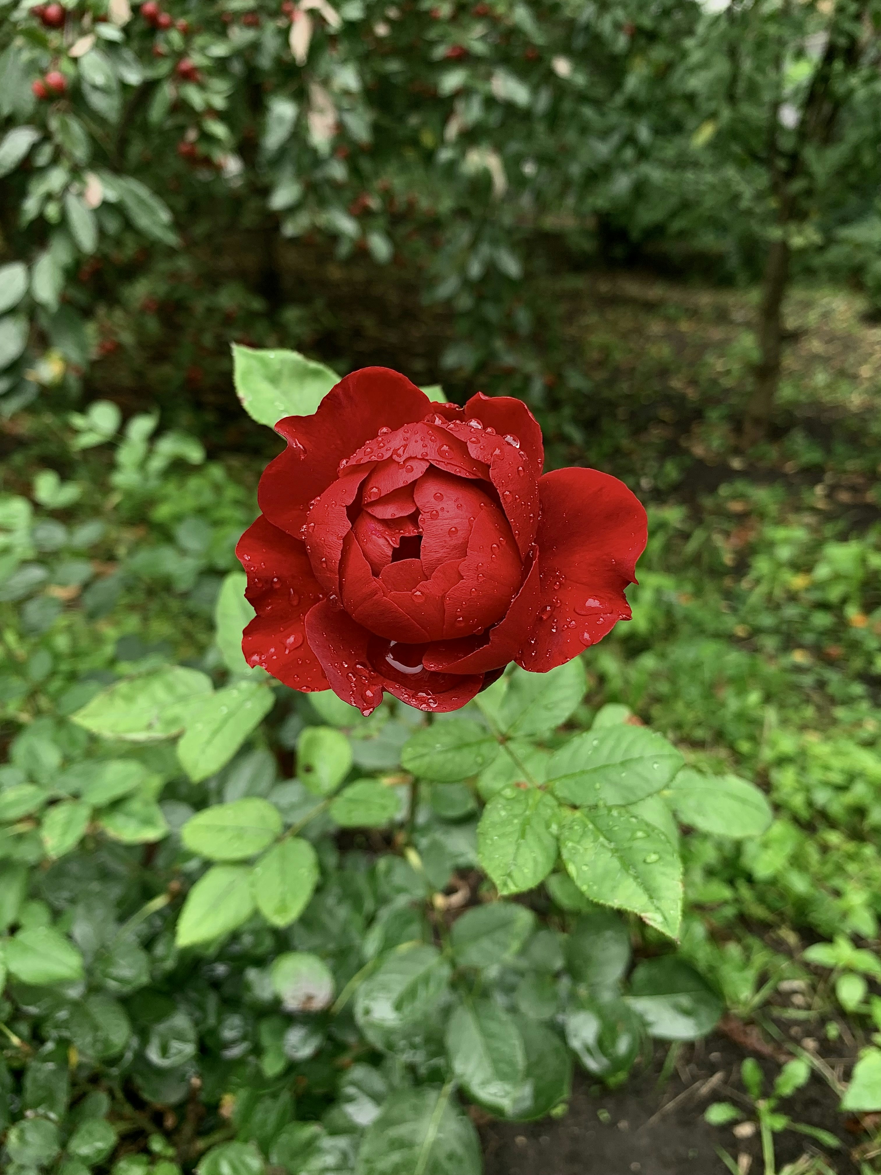 Dew-Kissed Crimson Rose: A Quiet Garden Portrait