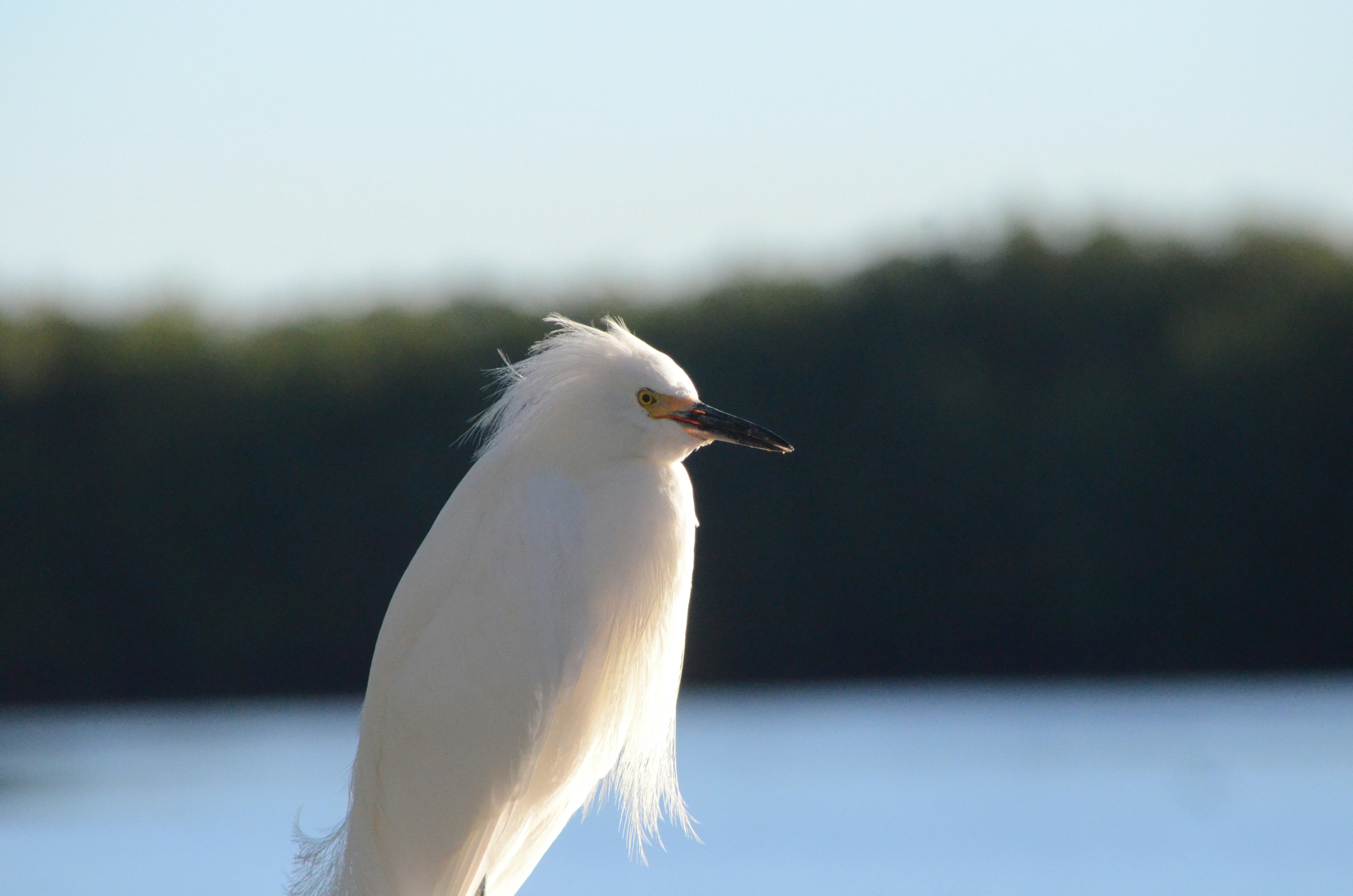 a white bird with a long beak standing in the snow
