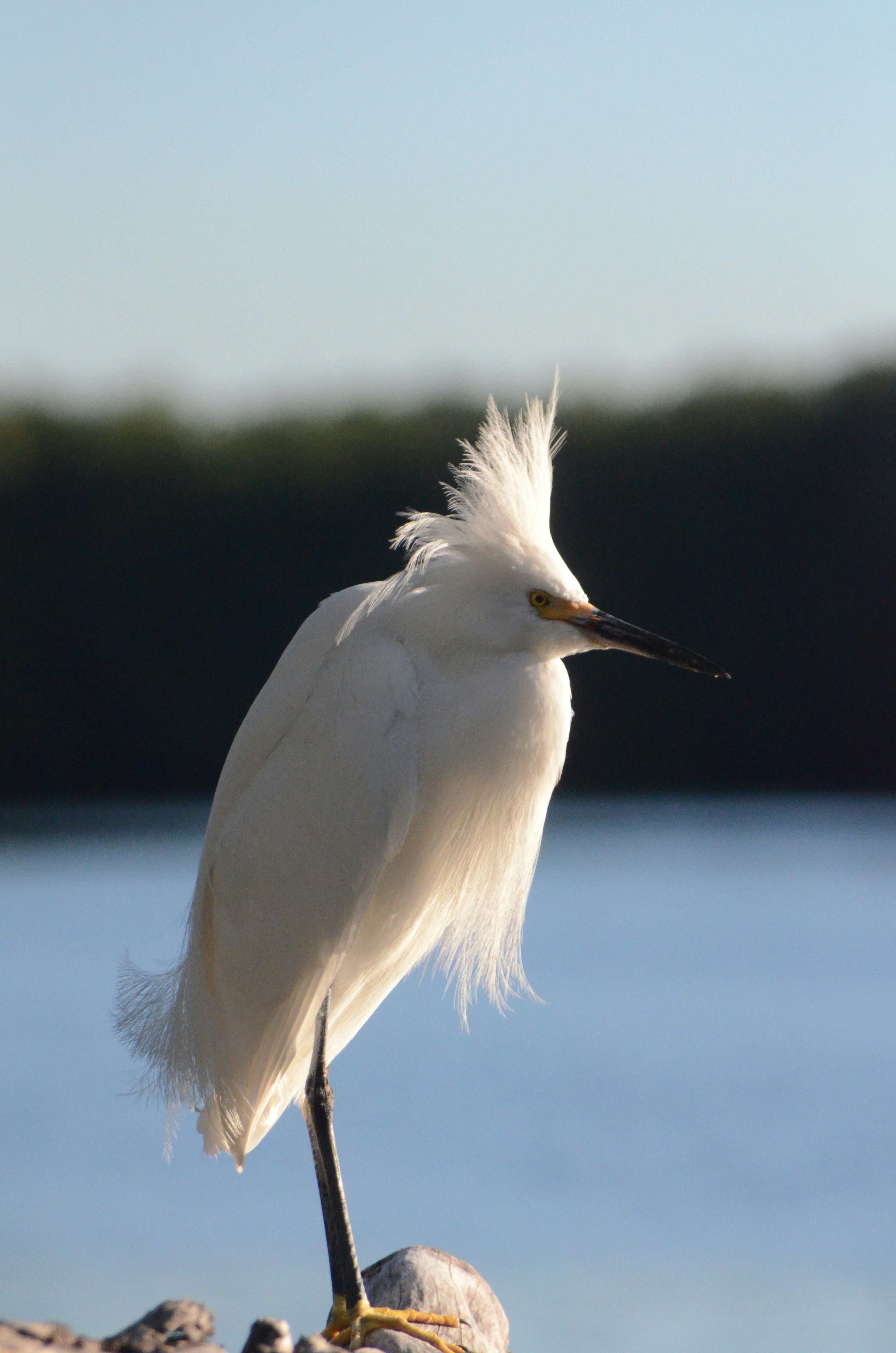 a white bird standing on a rock next to a body of water