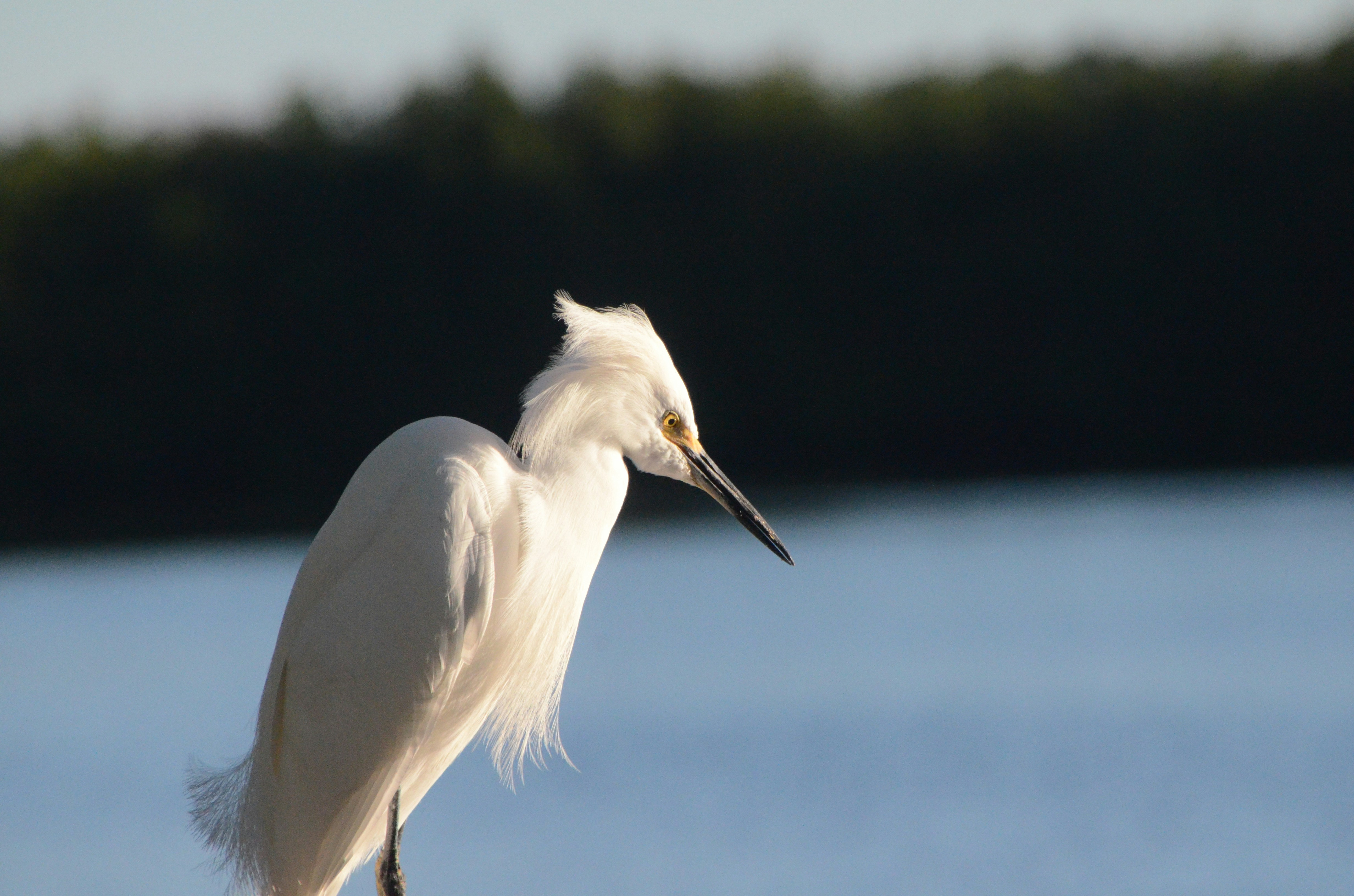 a white bird with a long beak standing on a rock
