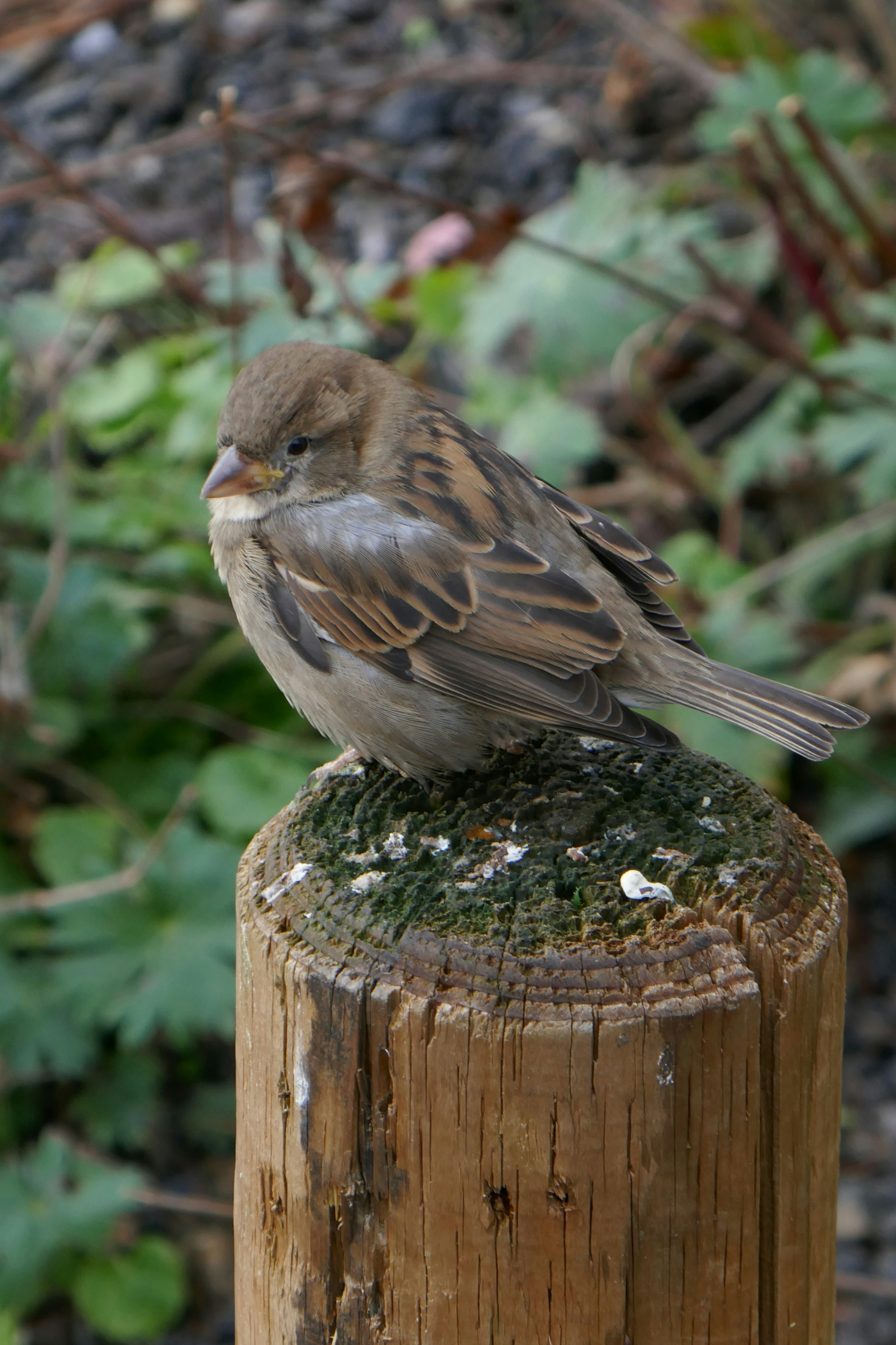Brown Sparrow on Weathered Post bathed in soft woodland light