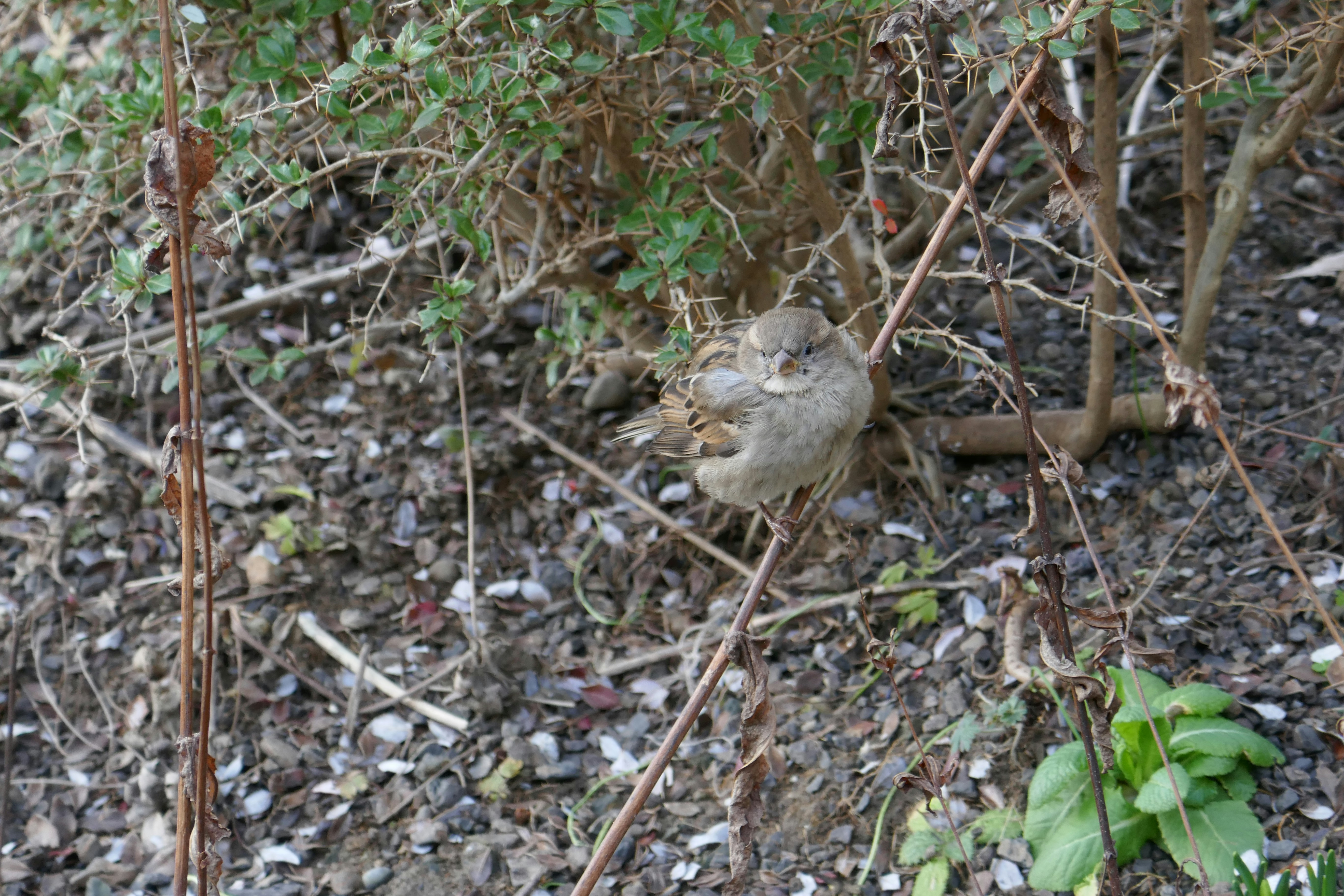Tiny Songbird Clinges to a Twig Amid Desert Shrub