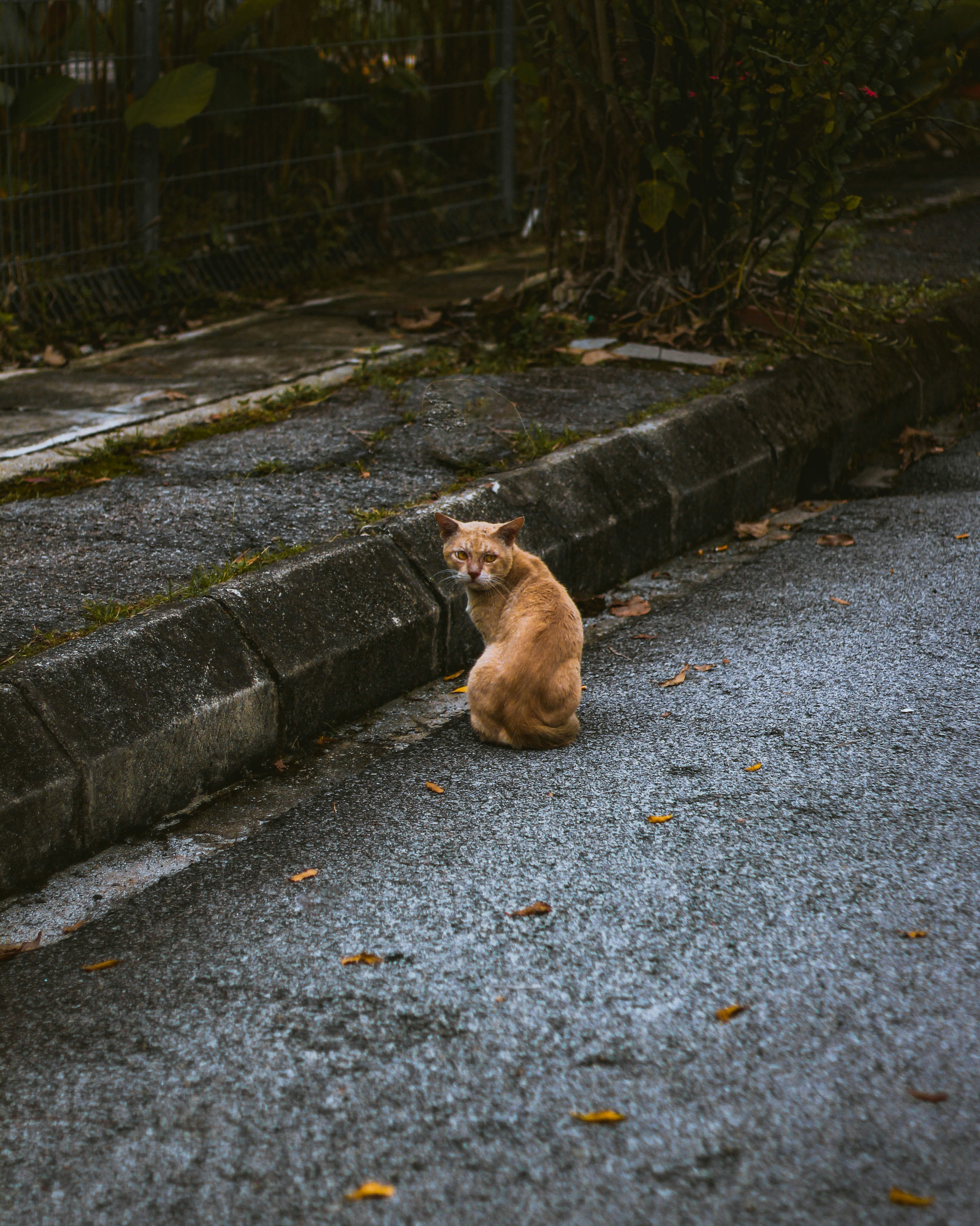 Alleyway Constellation: A Ginger Cat Pauses on the Wet Pavement