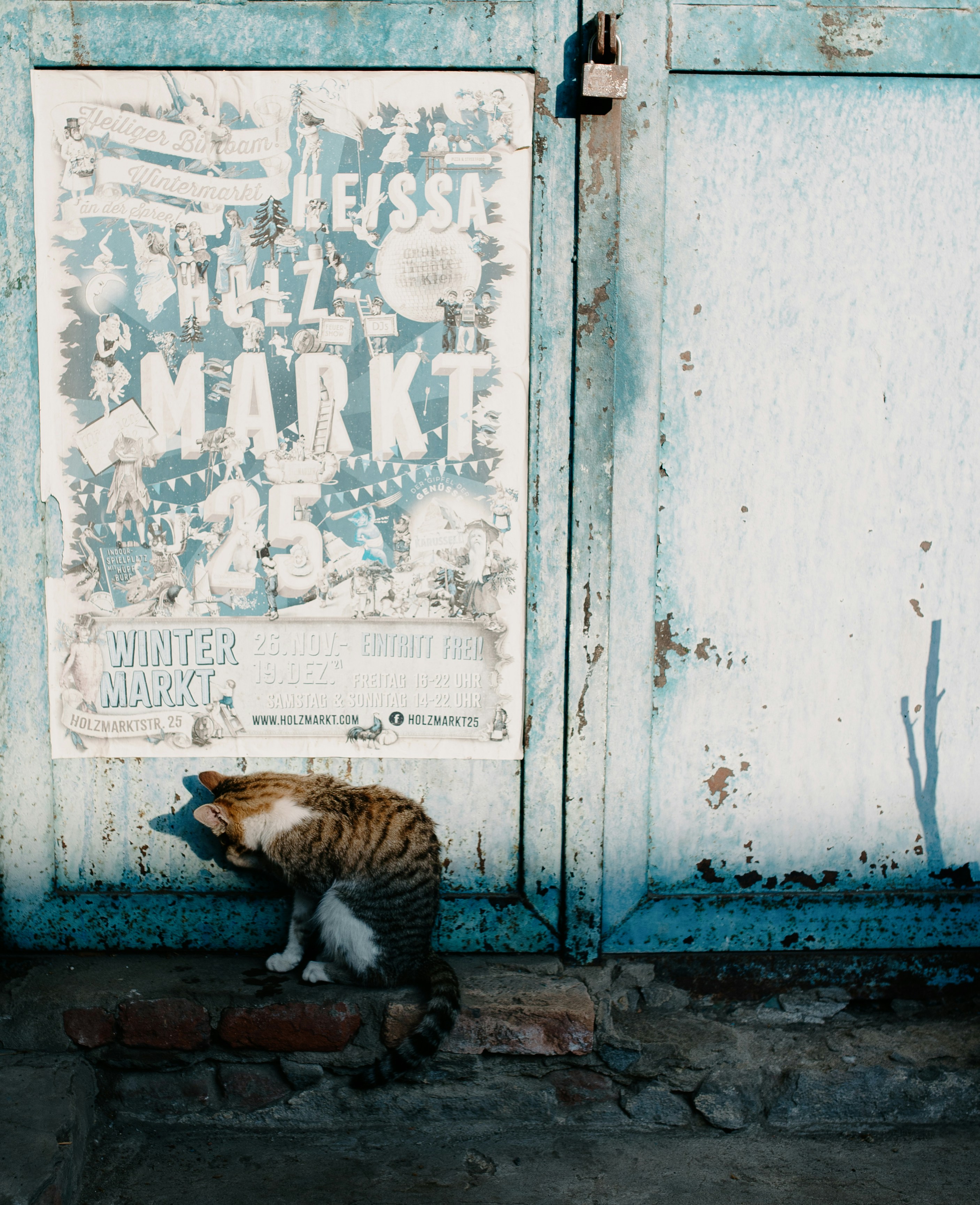 Blue Door, Quiet Meow: A Cat Resting at the Threshold