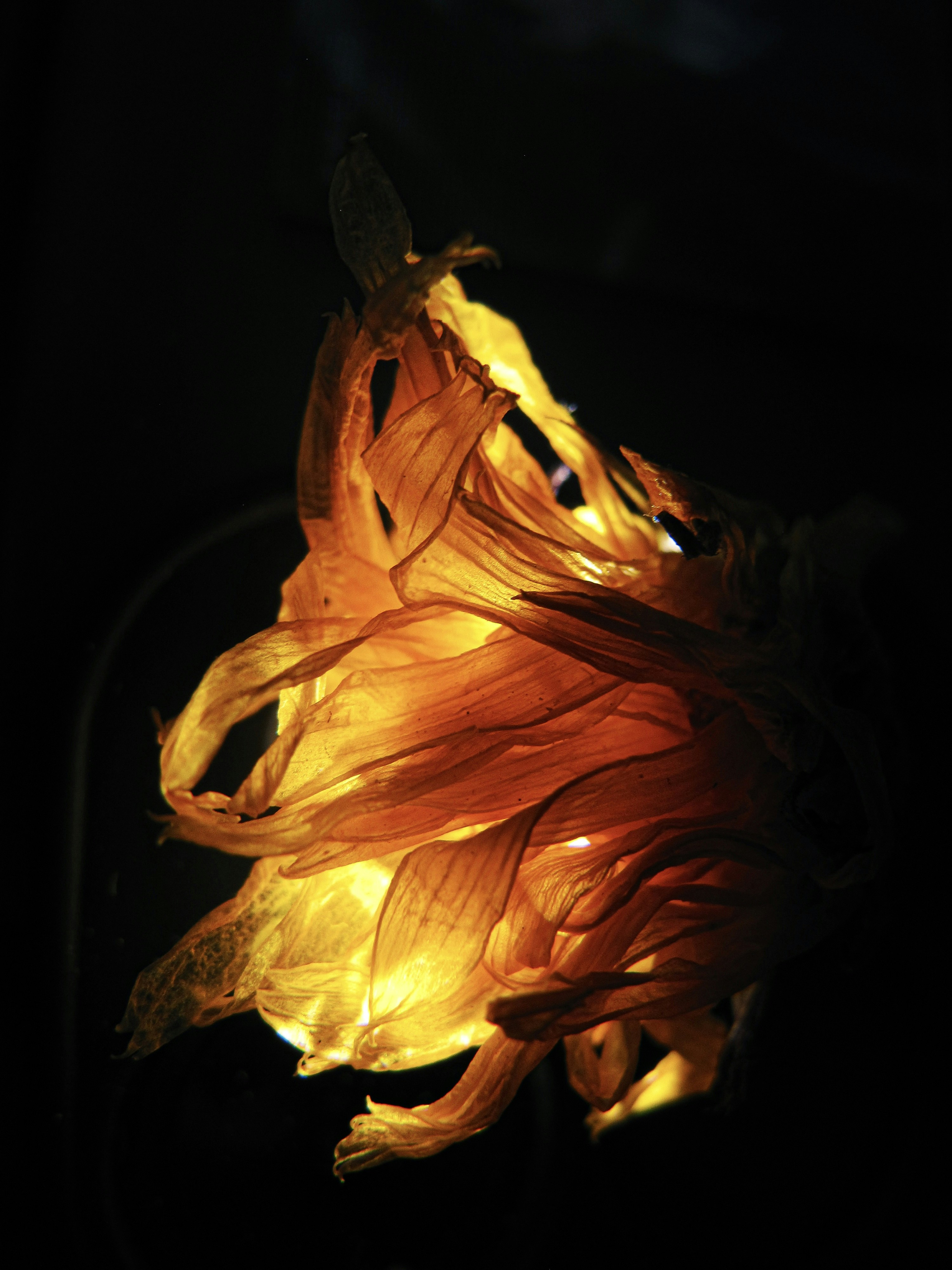 A close-up of dried petals glowing softly against a dark background, showcasing intricate textures and warm hues.