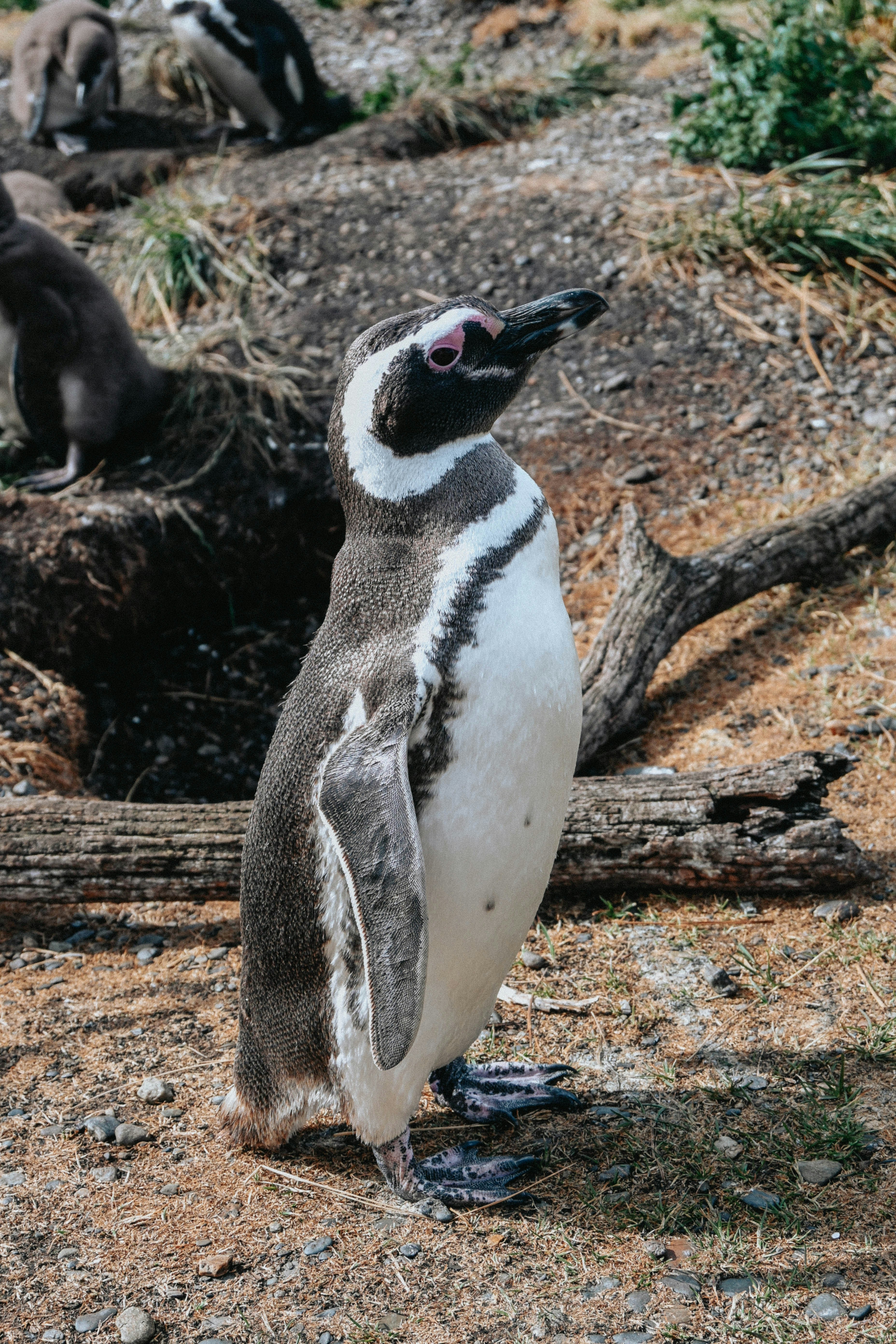 A penguin standing on top of a dry grass field photo – Free Argentina ...