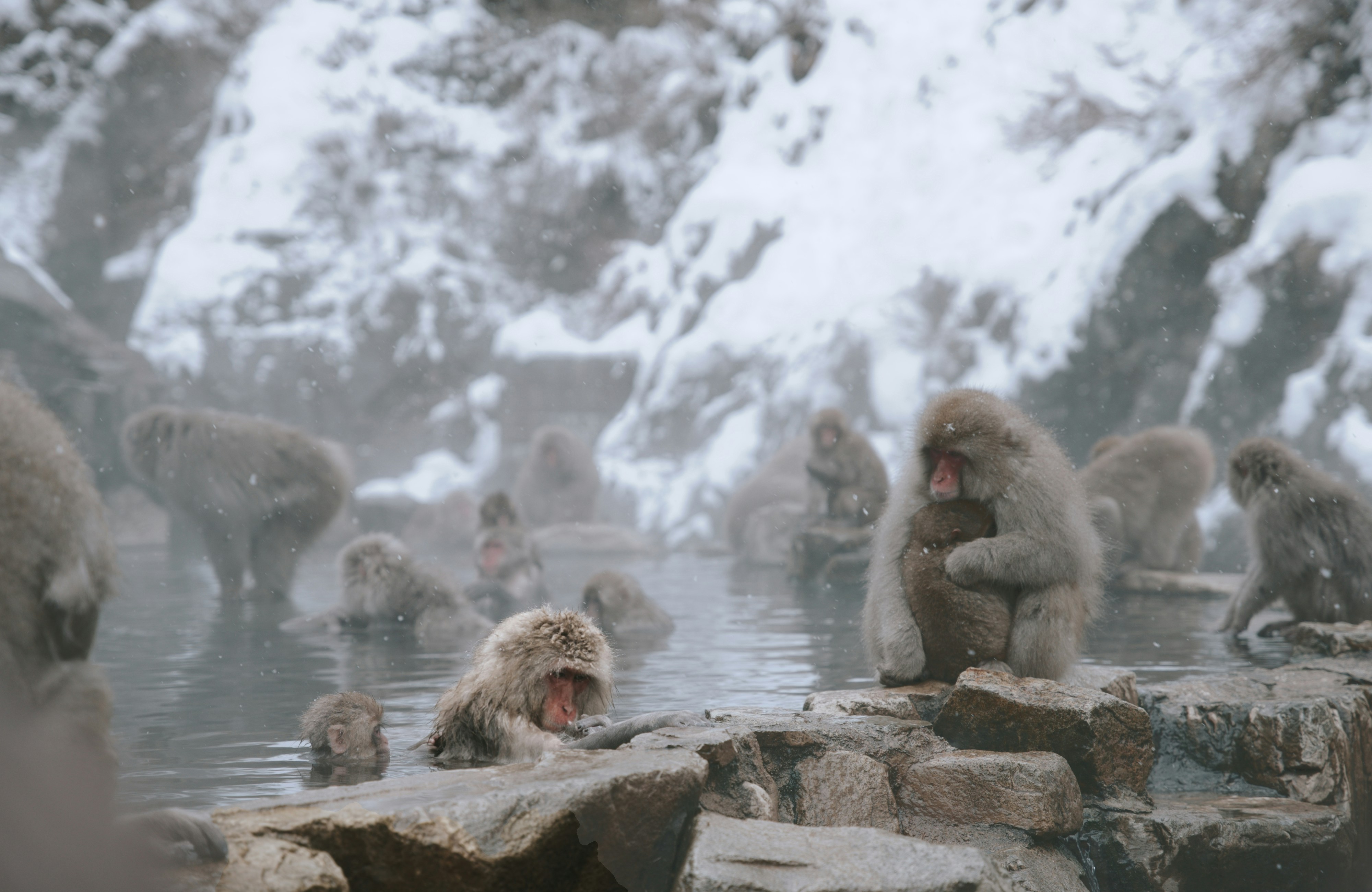 A group of monkeys sitting in a pool of water photo – Free Japan Image ...