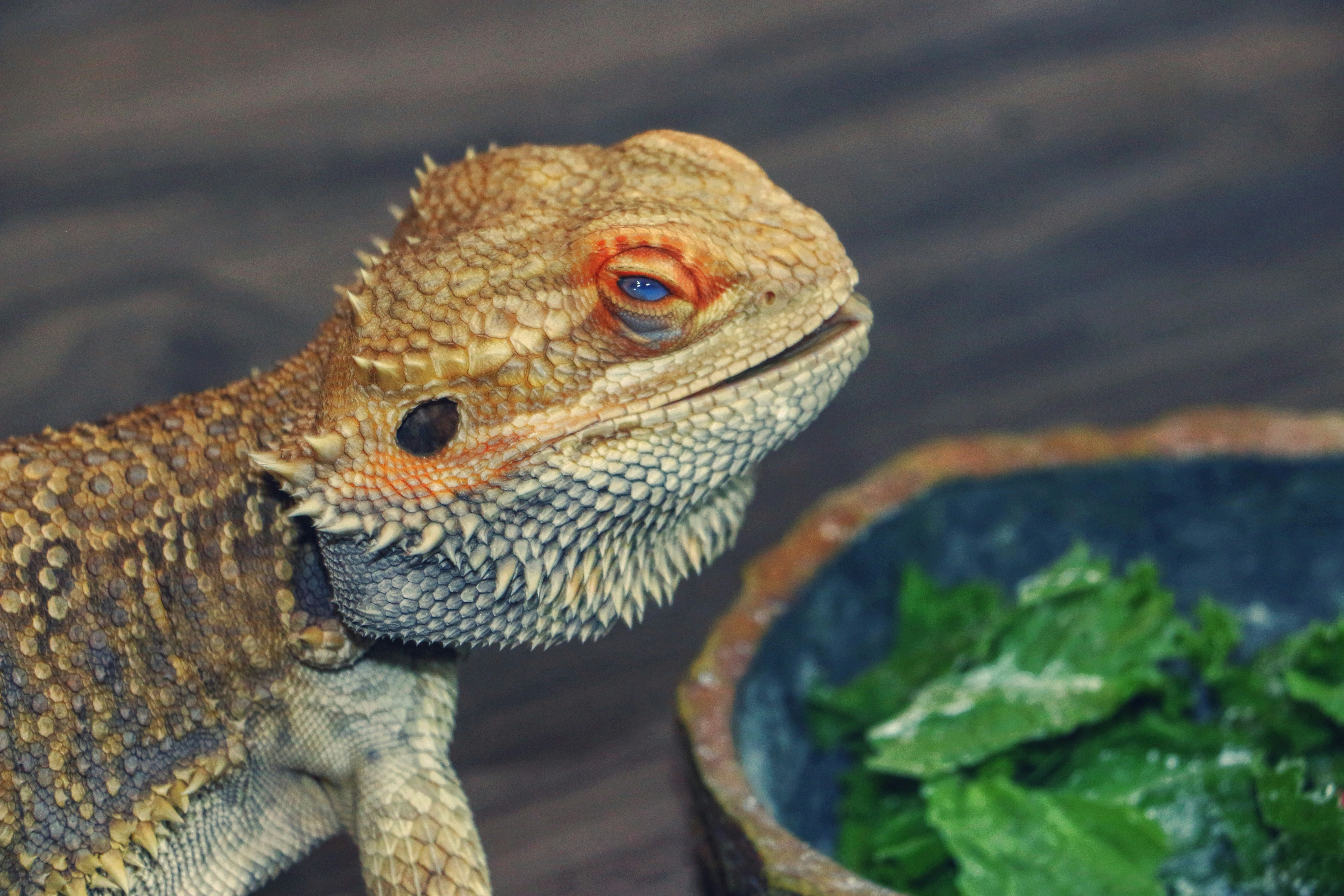 A close up of a lizard near a bowl of greens photo – Free Reptile Image ...