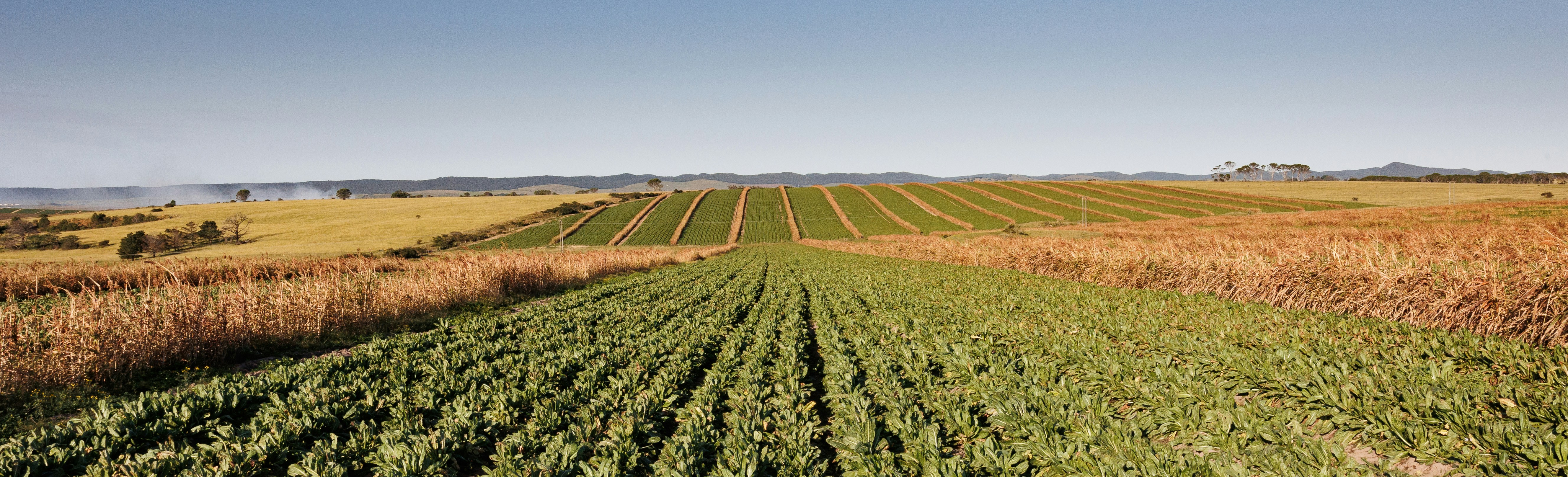 A large field of crops in the middle of a rural area photo – Free ...