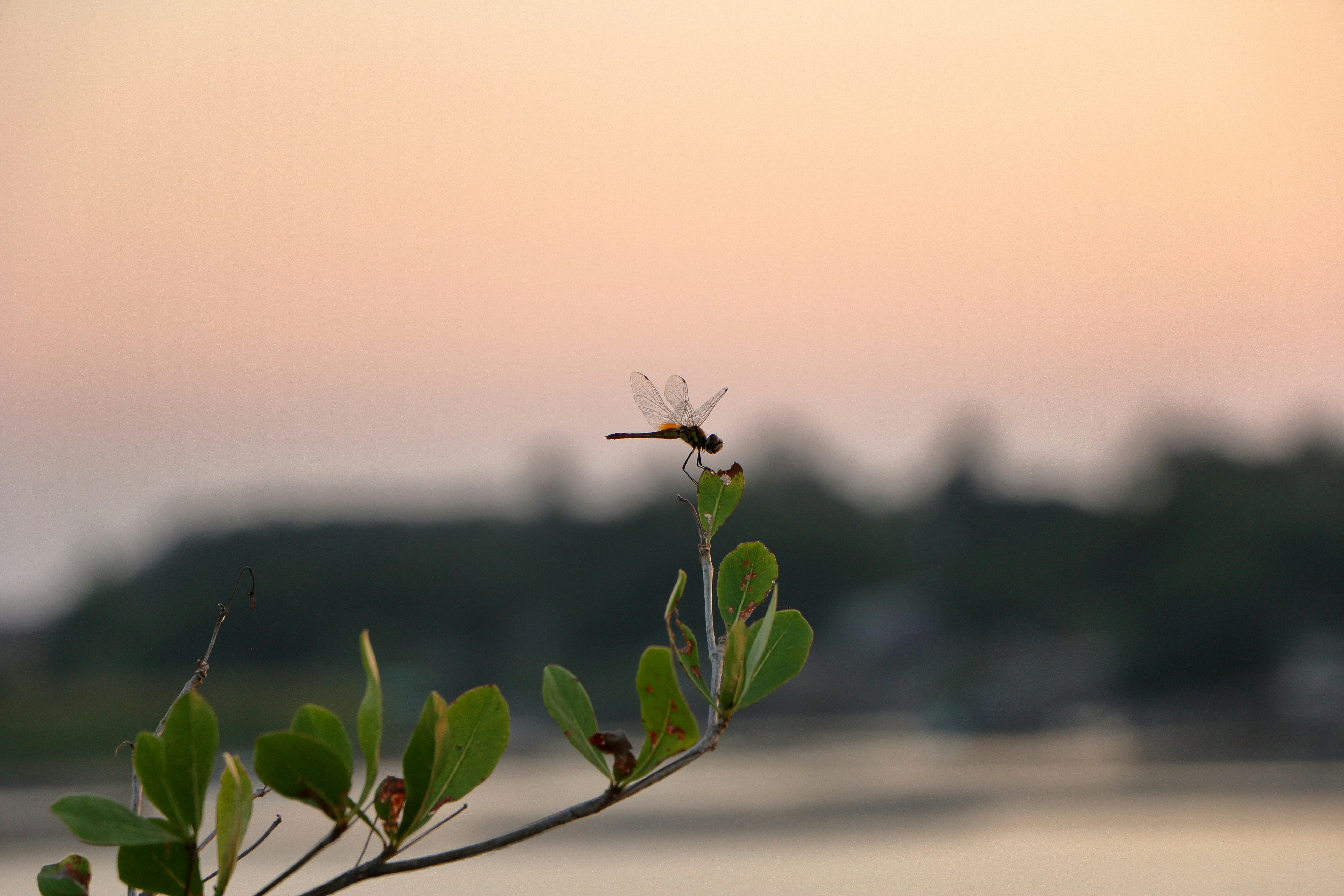 a small insect sitting on top of a leafy plant