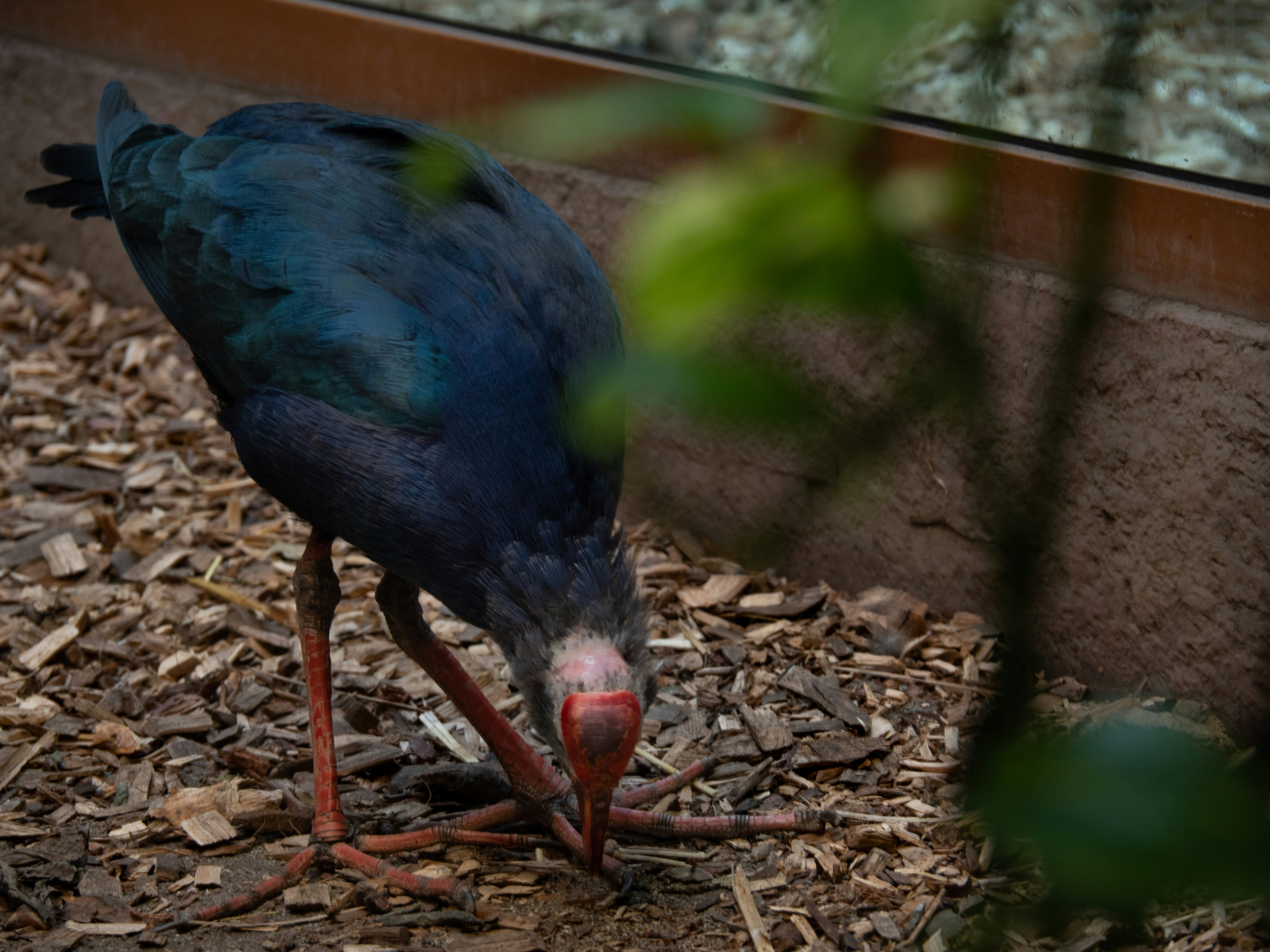 A bird foraging on the ground amidst wood chips, showcasing its vibrant plumage and distinctive features. The scene is framed by lush greenery.