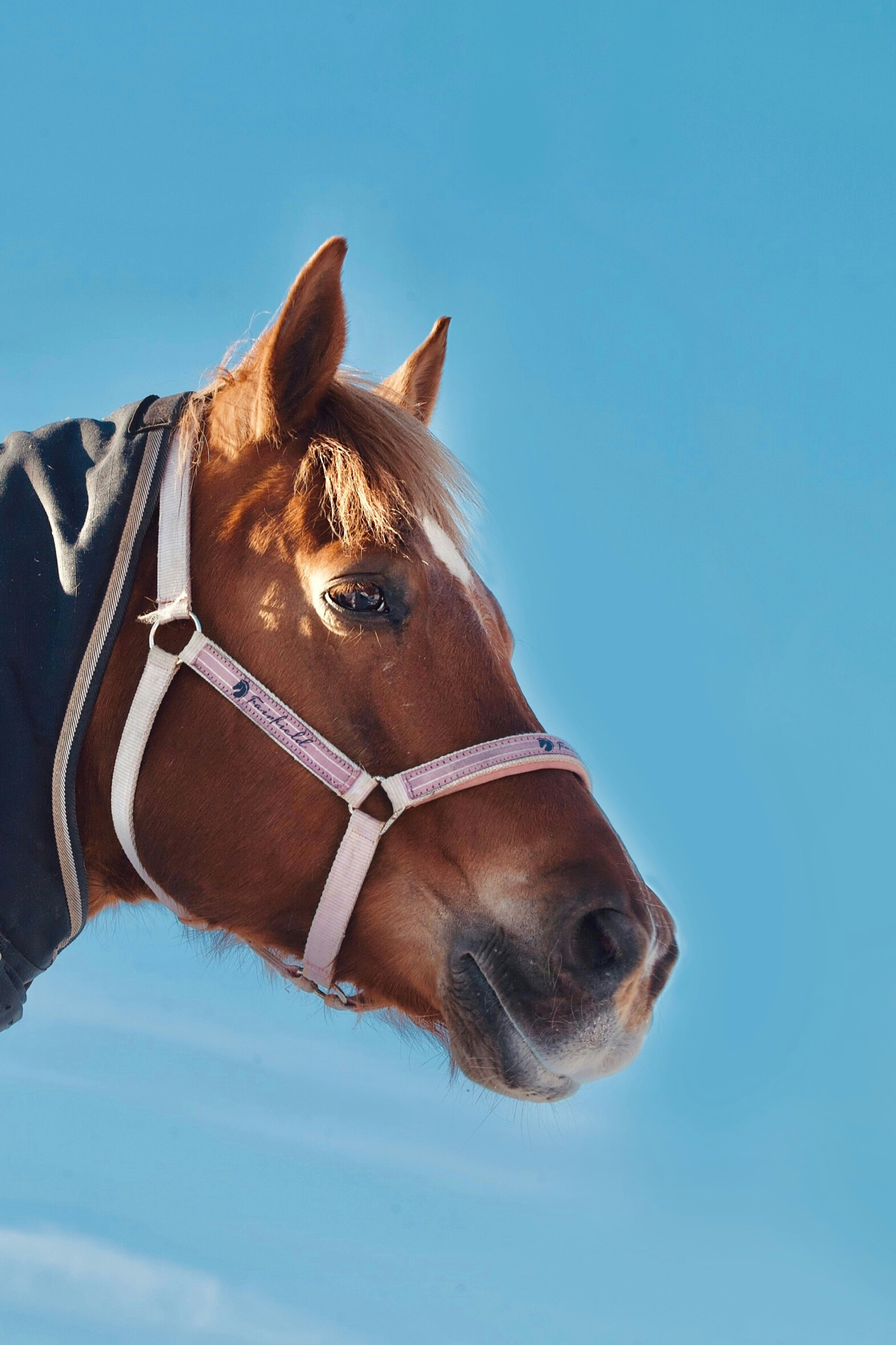 Chestnut horse with pink halter against a bright, blue sky