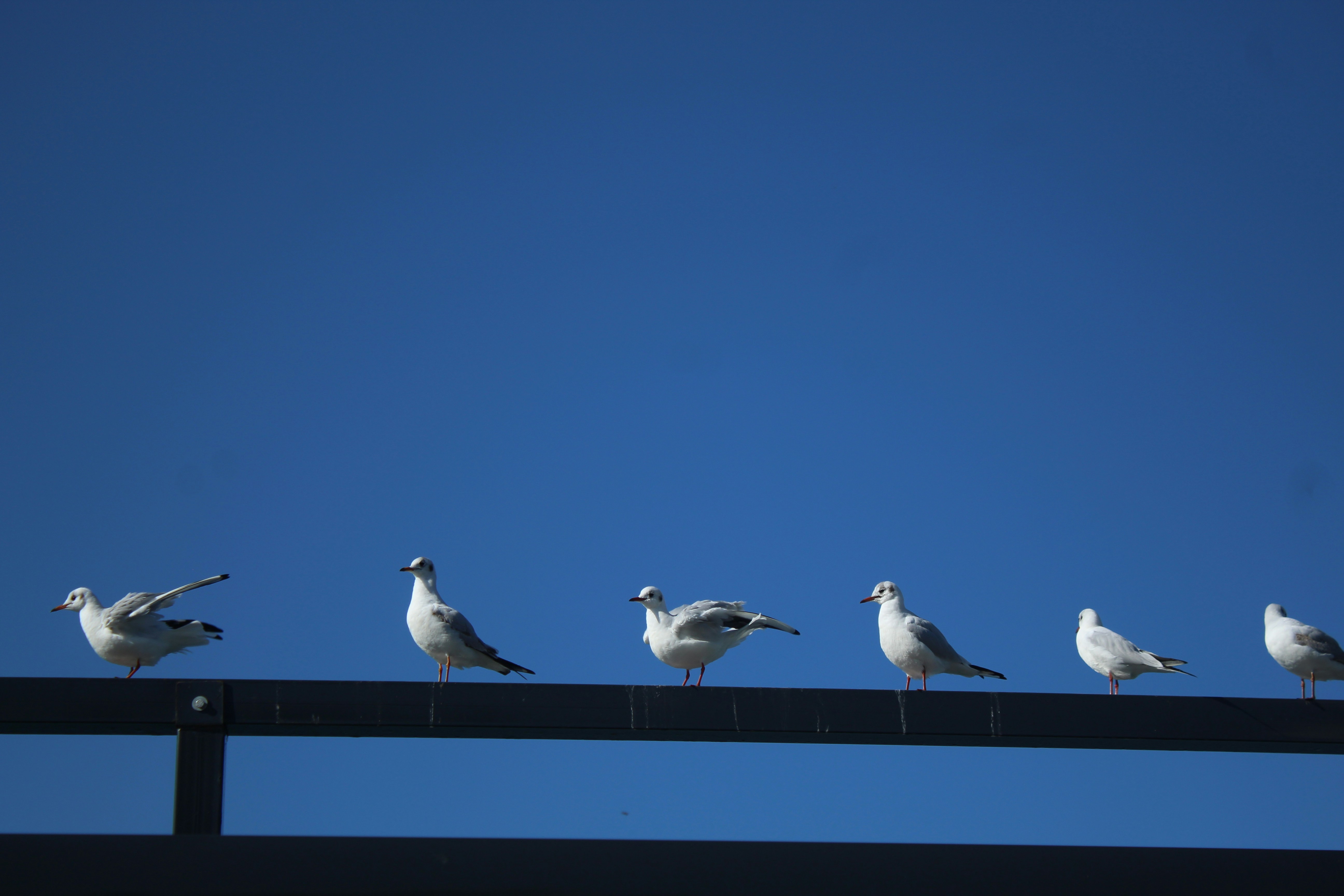 A group of seagulls sitting on top of a metal rail photo – Free Muğla ...