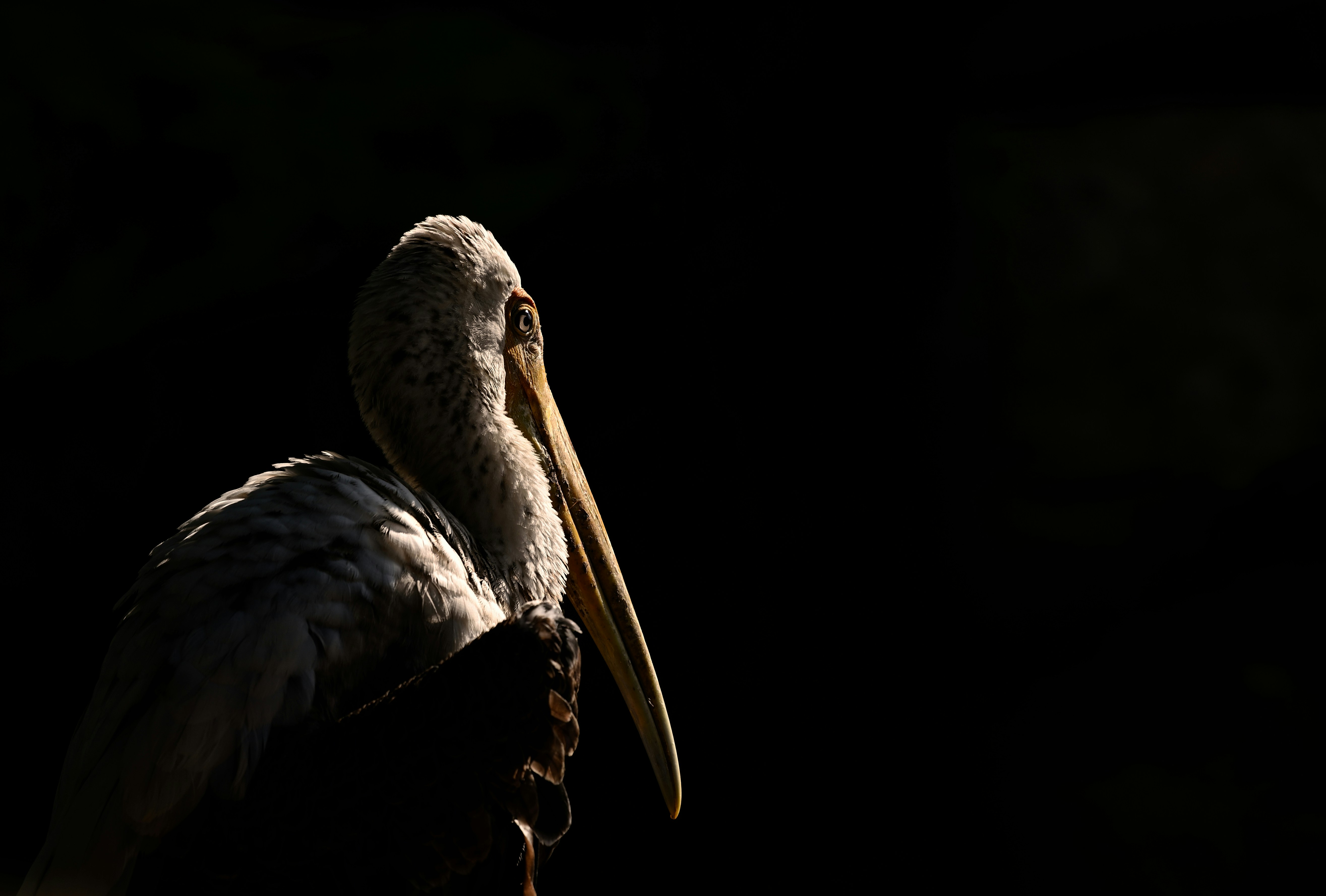 Pelican in Profile: Quiet Light on a Lone Beacon