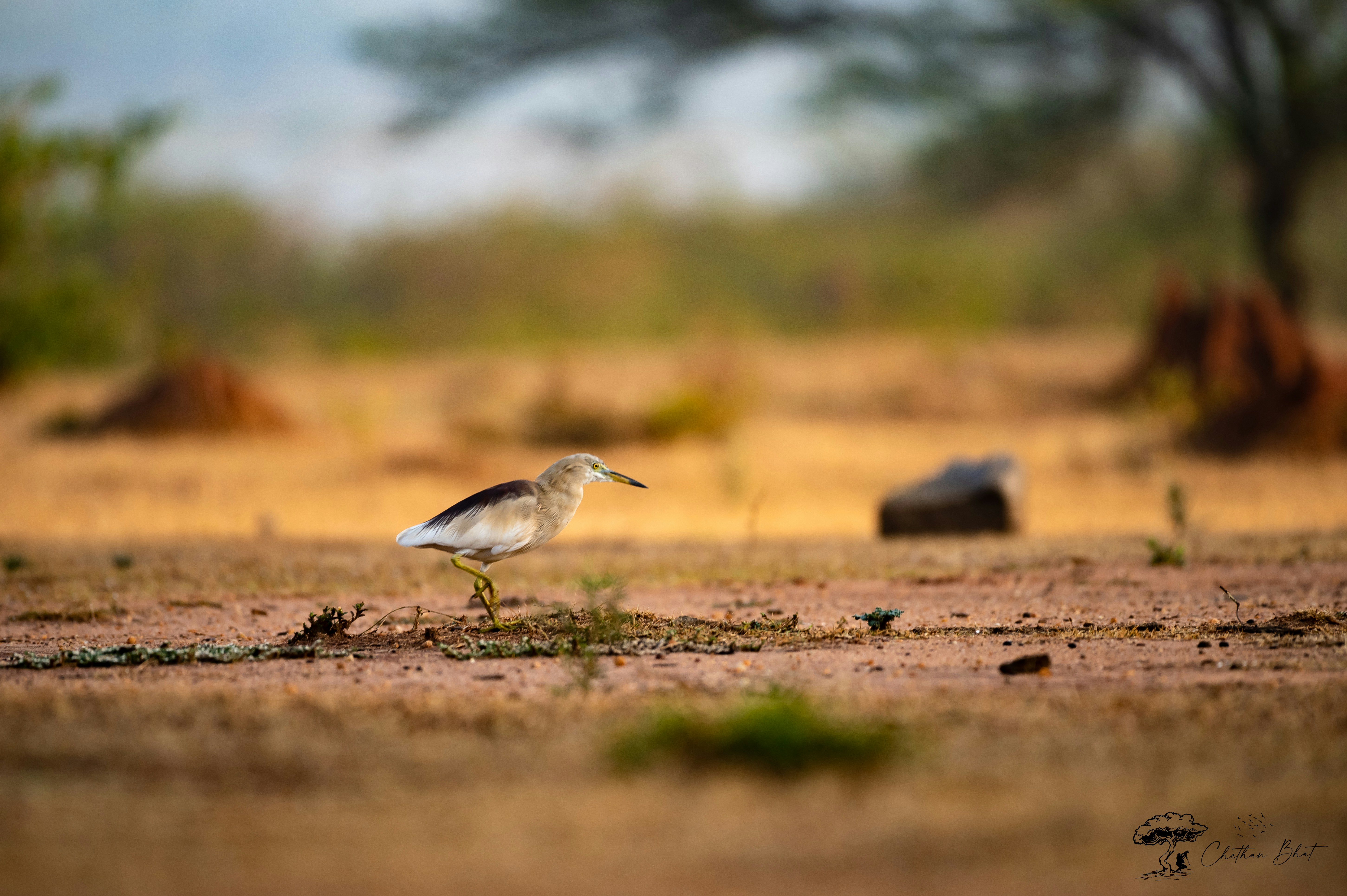 a small bird standing on the ground in a field