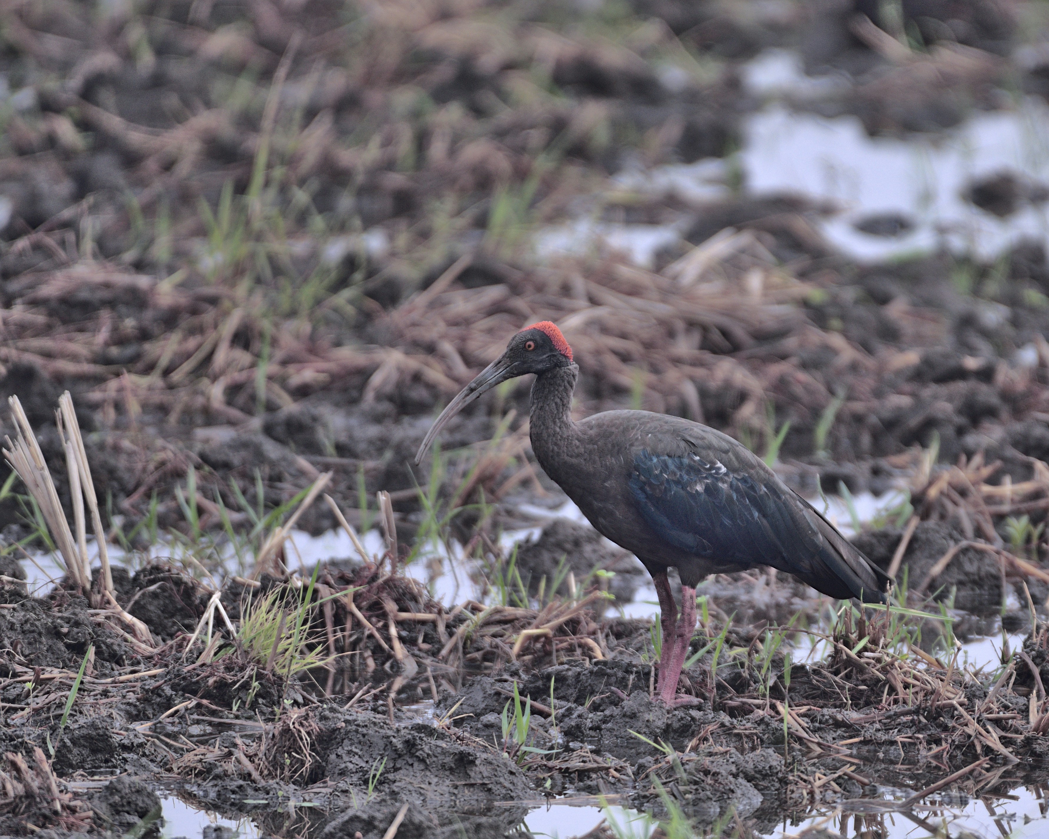 Red-crowned Rail-then-Here: Wetland Wader in Mudfield