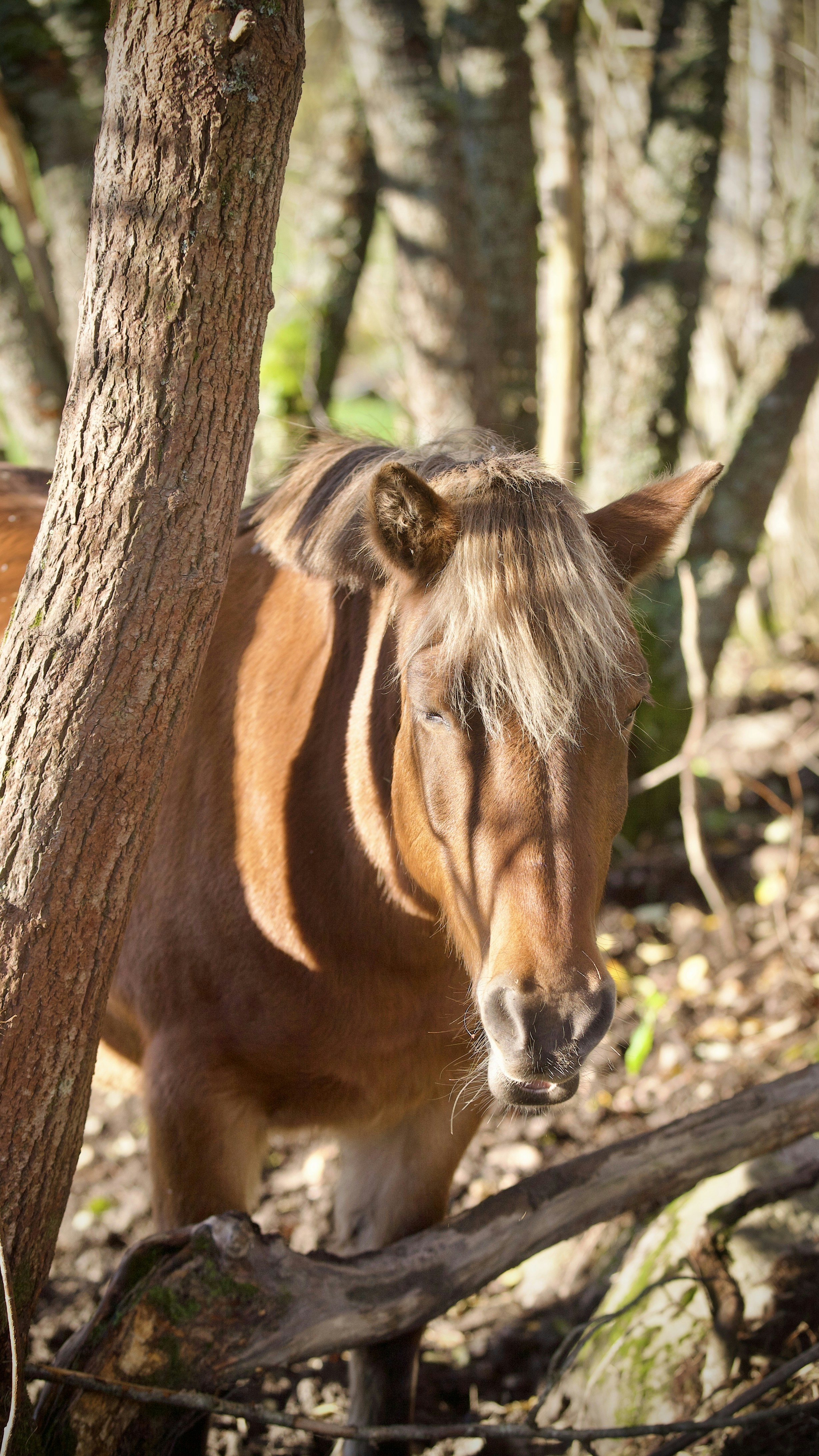 A curious pony peeks through the trees, framed by sunlight filtering through the forest. The scene captures the serene connection between nature and wildlife.
