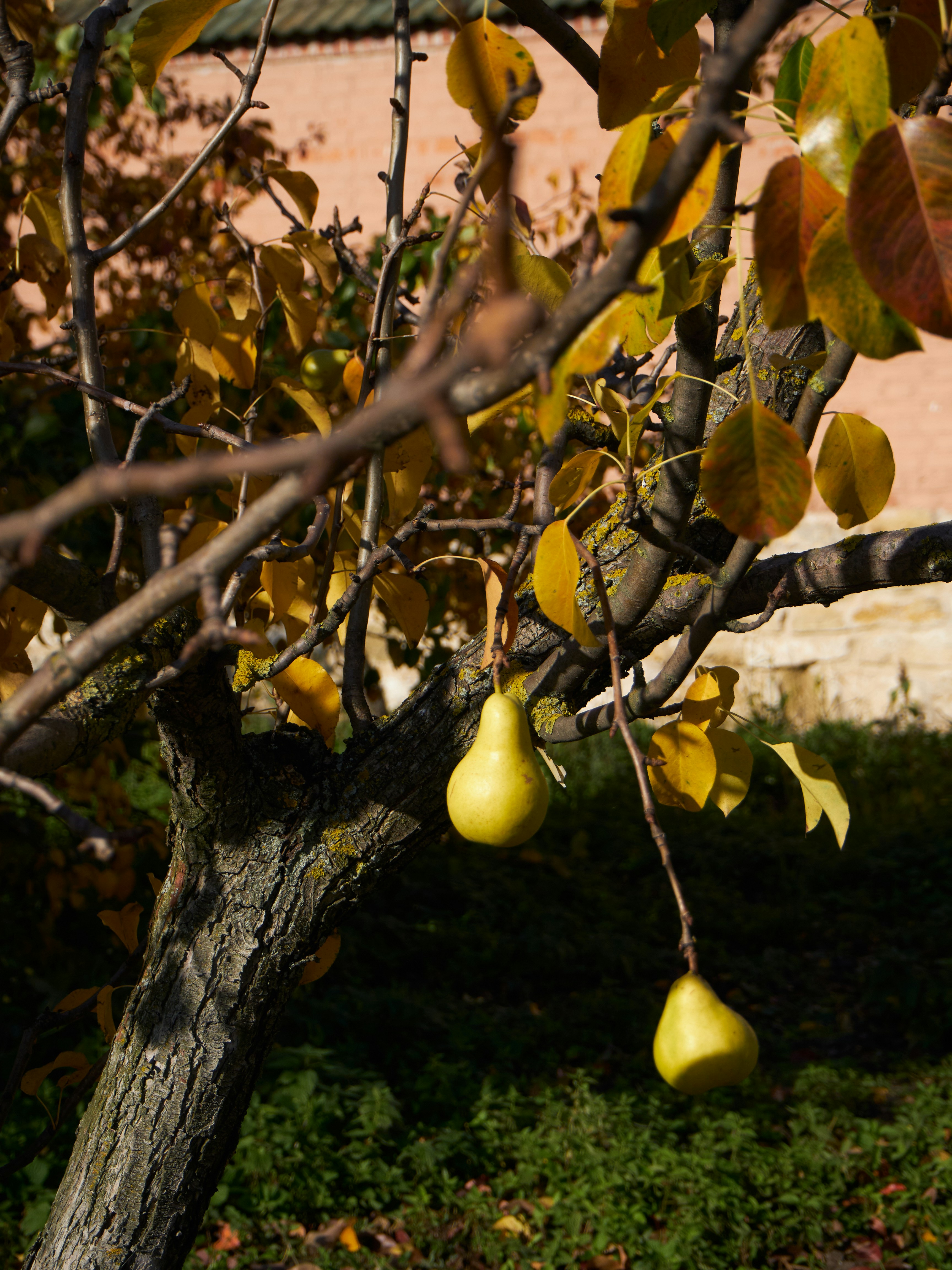 a tree that has some fruit hanging from it