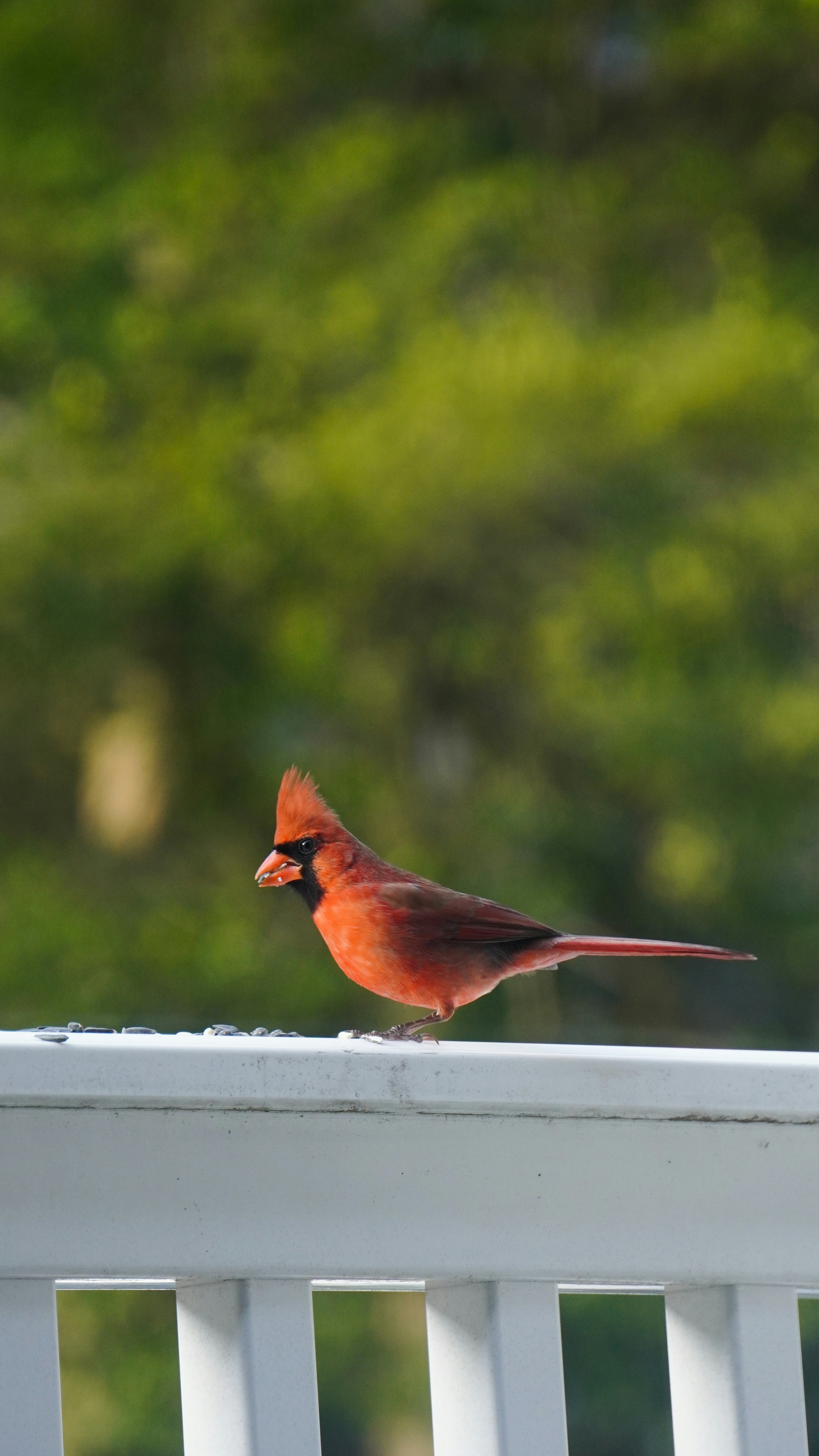 Crimson Cardinal Perched on a White Rail Against Velvet Green Backdrop